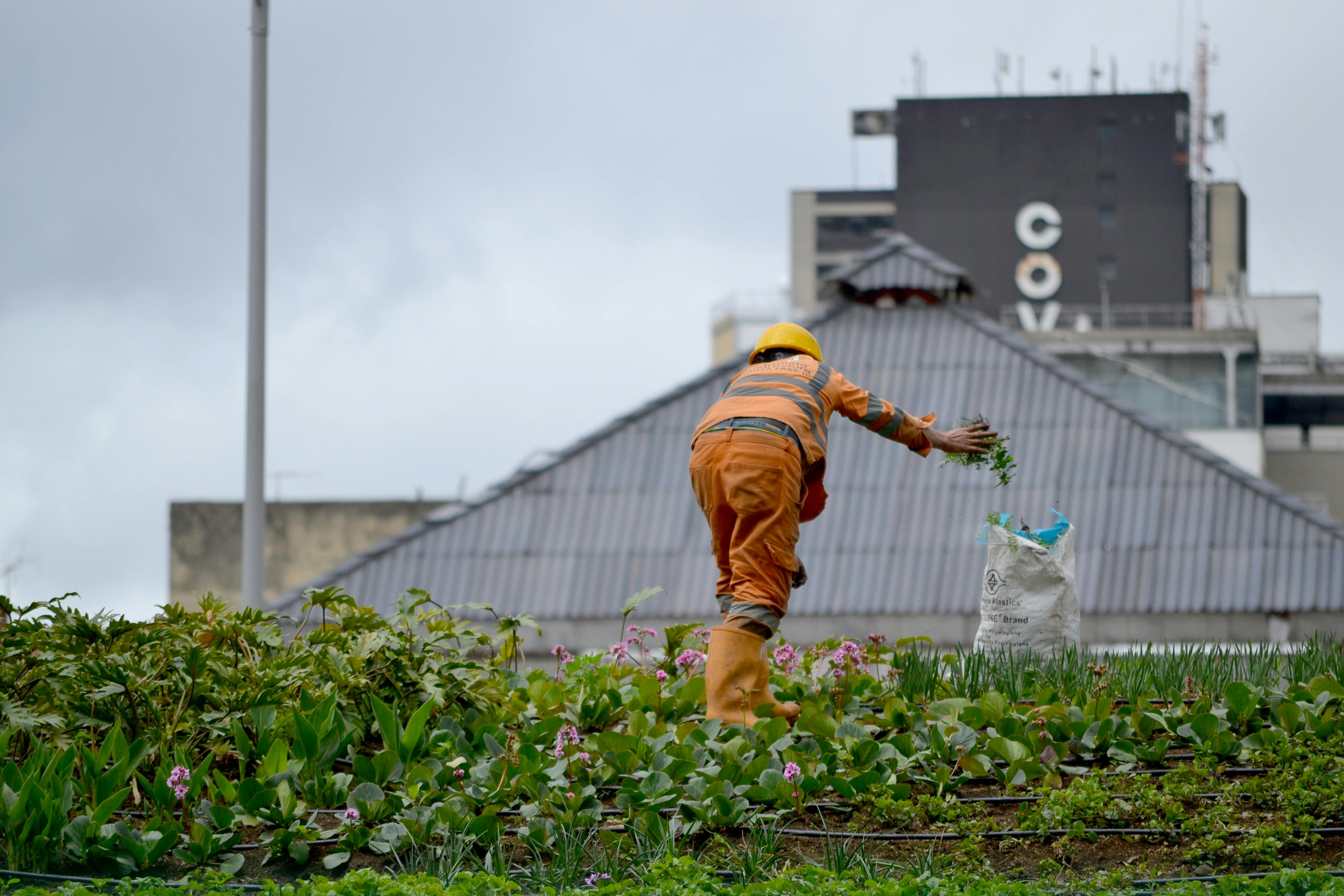 Person Cleaning a Flower Garden · Free Stock Photo