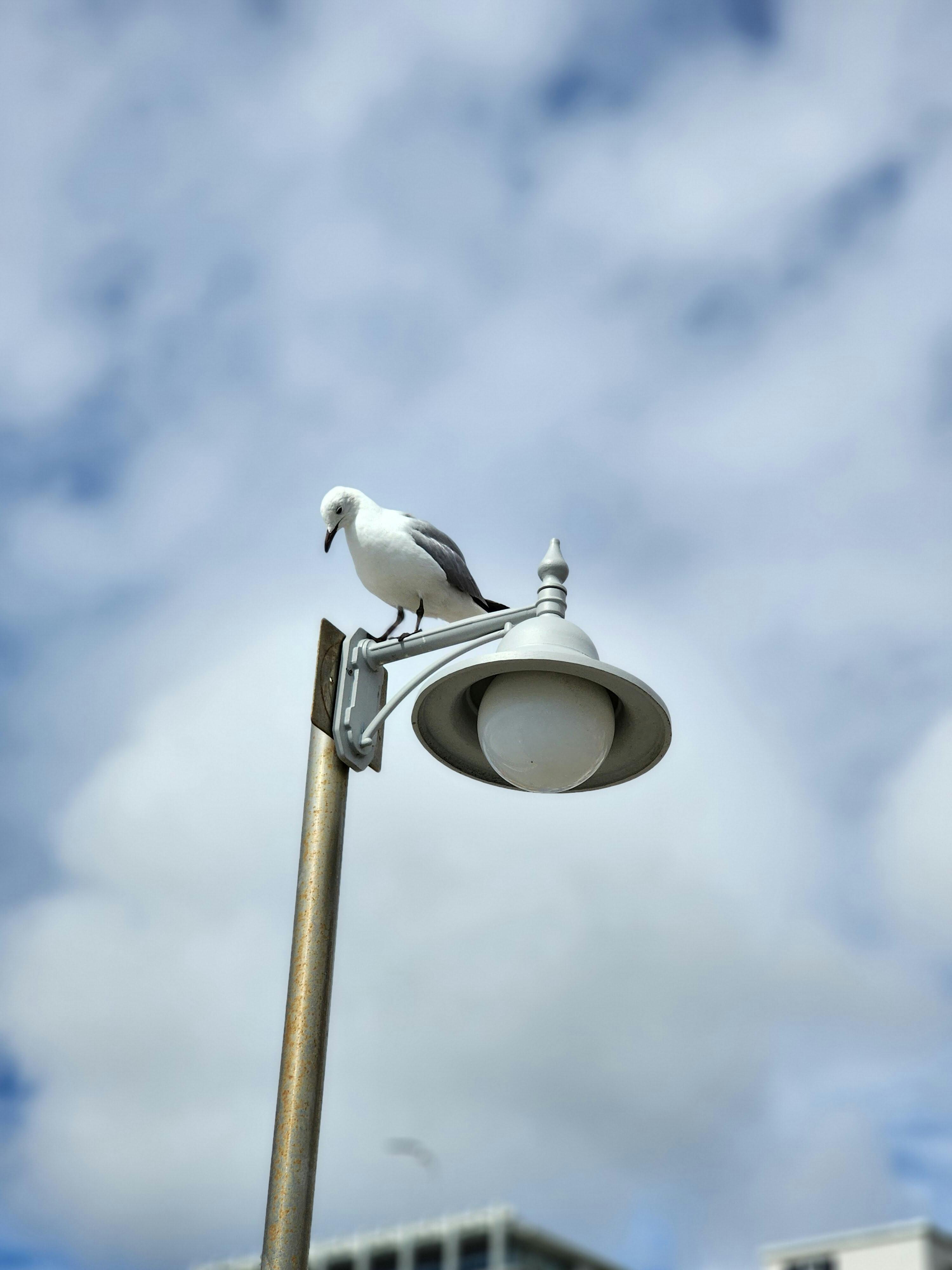A Seagull on a Lamp Post · Free Stock Photo