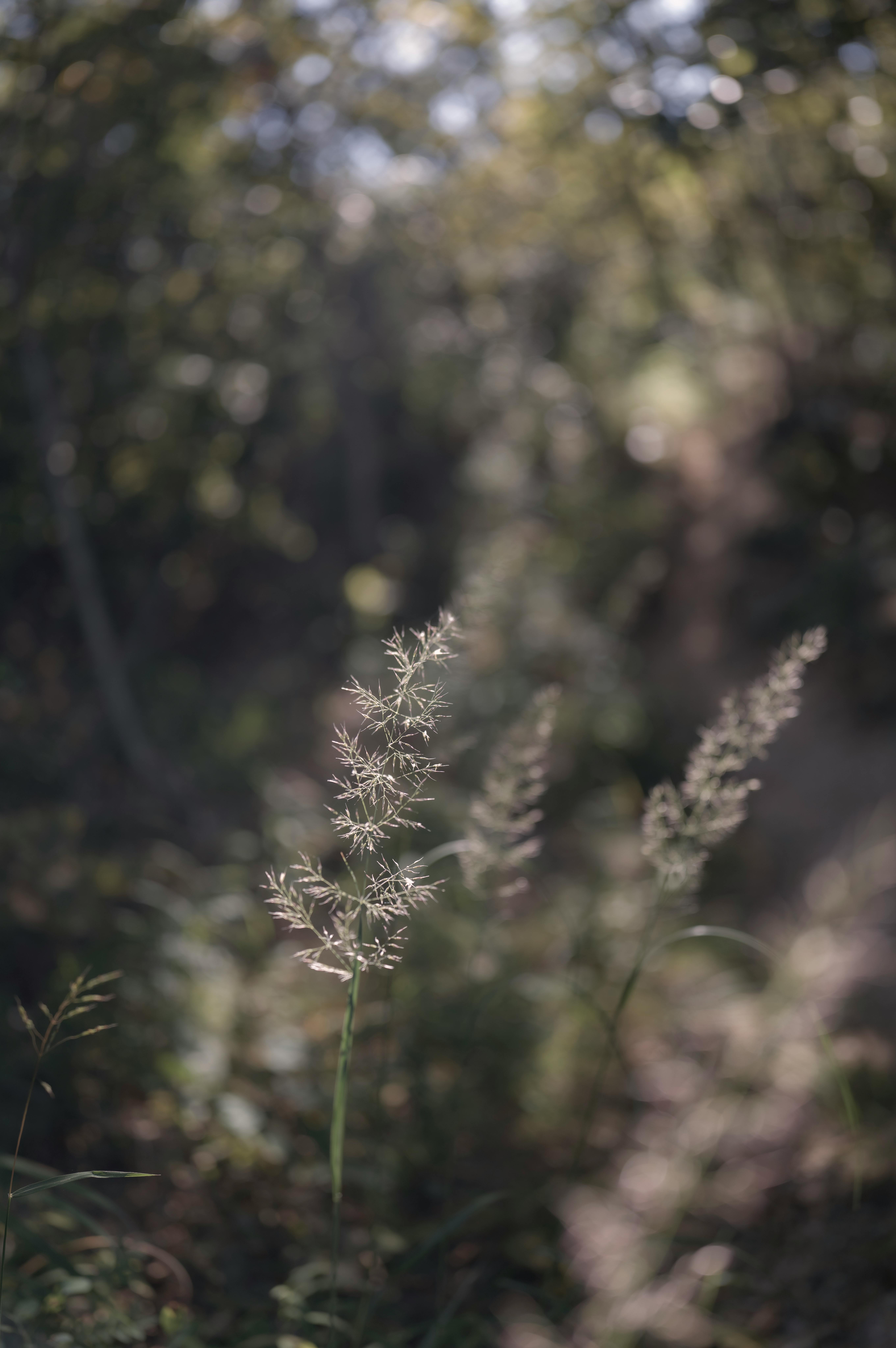 Grass in Summer · Free Stock Photo