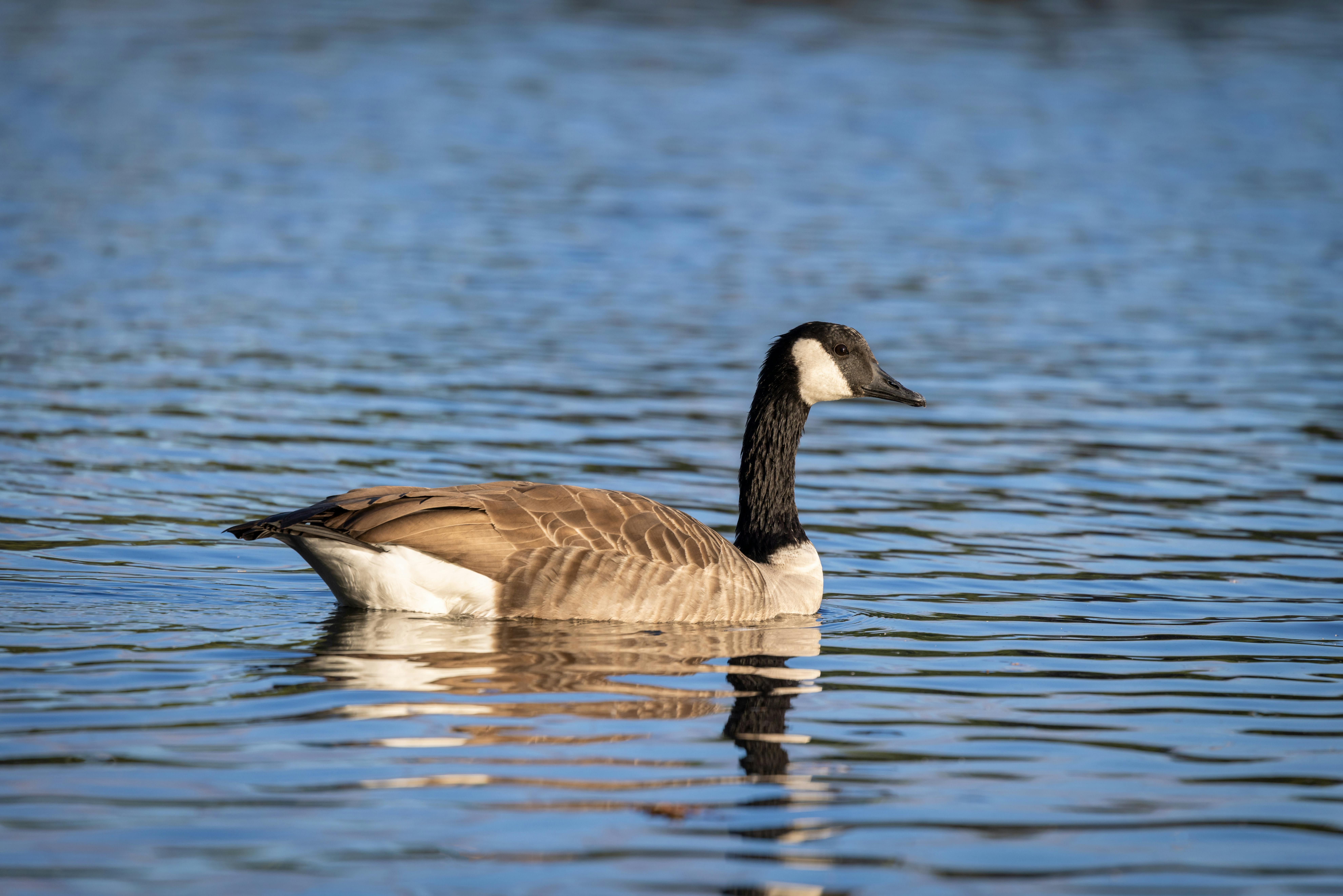 Canada Goose on Water · Free Stock Photo
