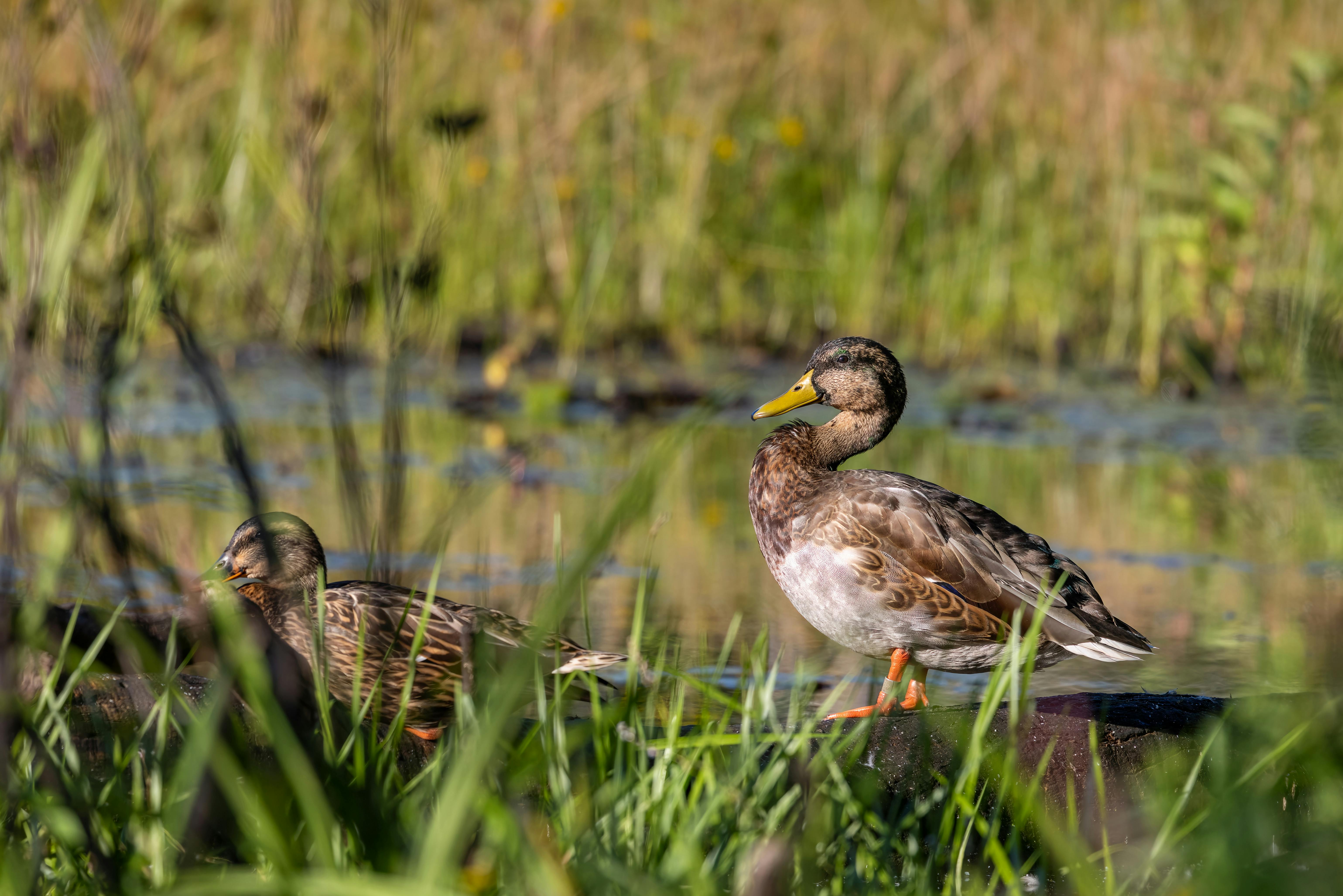 4 Ducks Elmo Photos, Download Free 4 Ducks Elmo Stock Photos & HD Images
