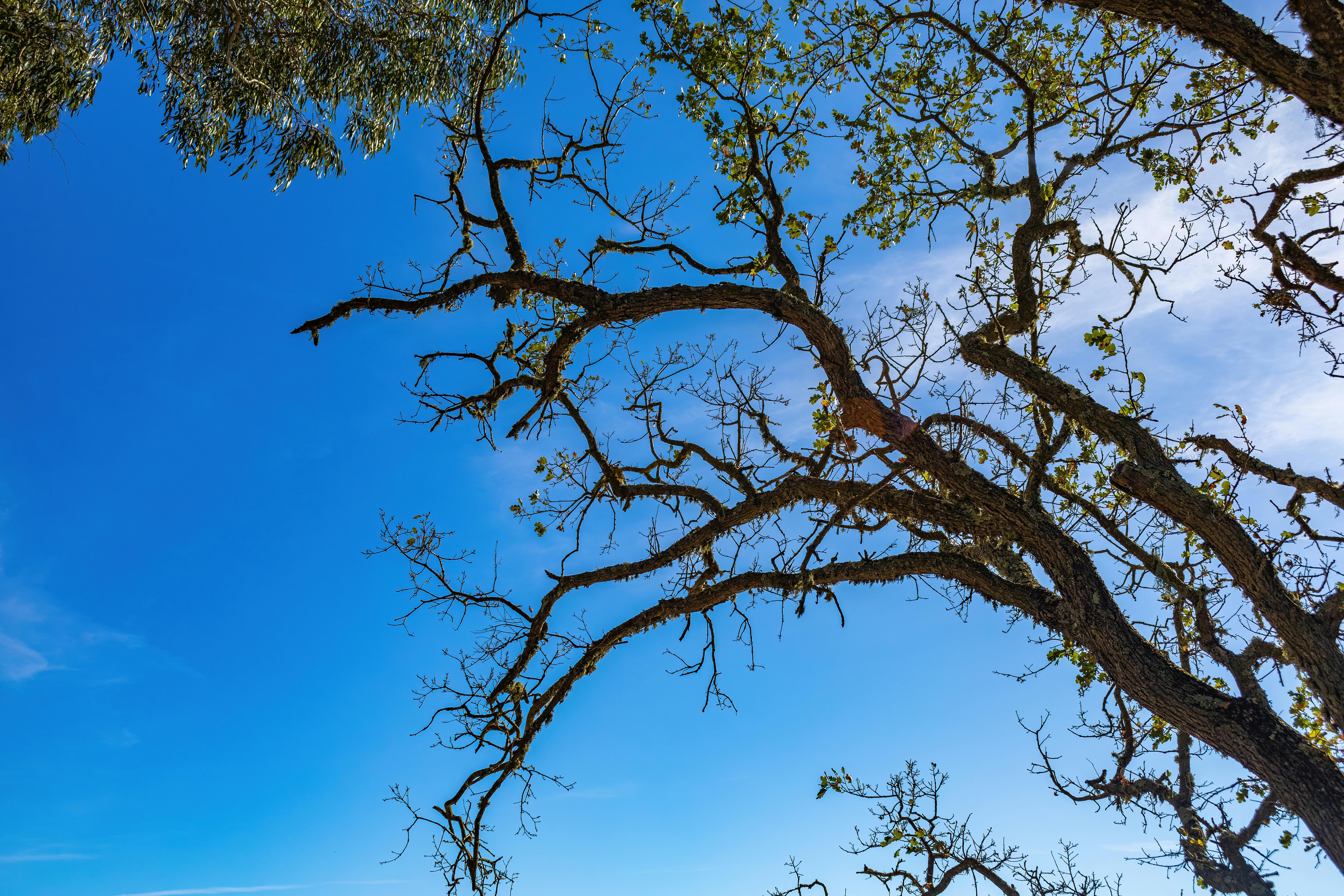 Withered Leaves on a Tree Branch · Free Stock Photo