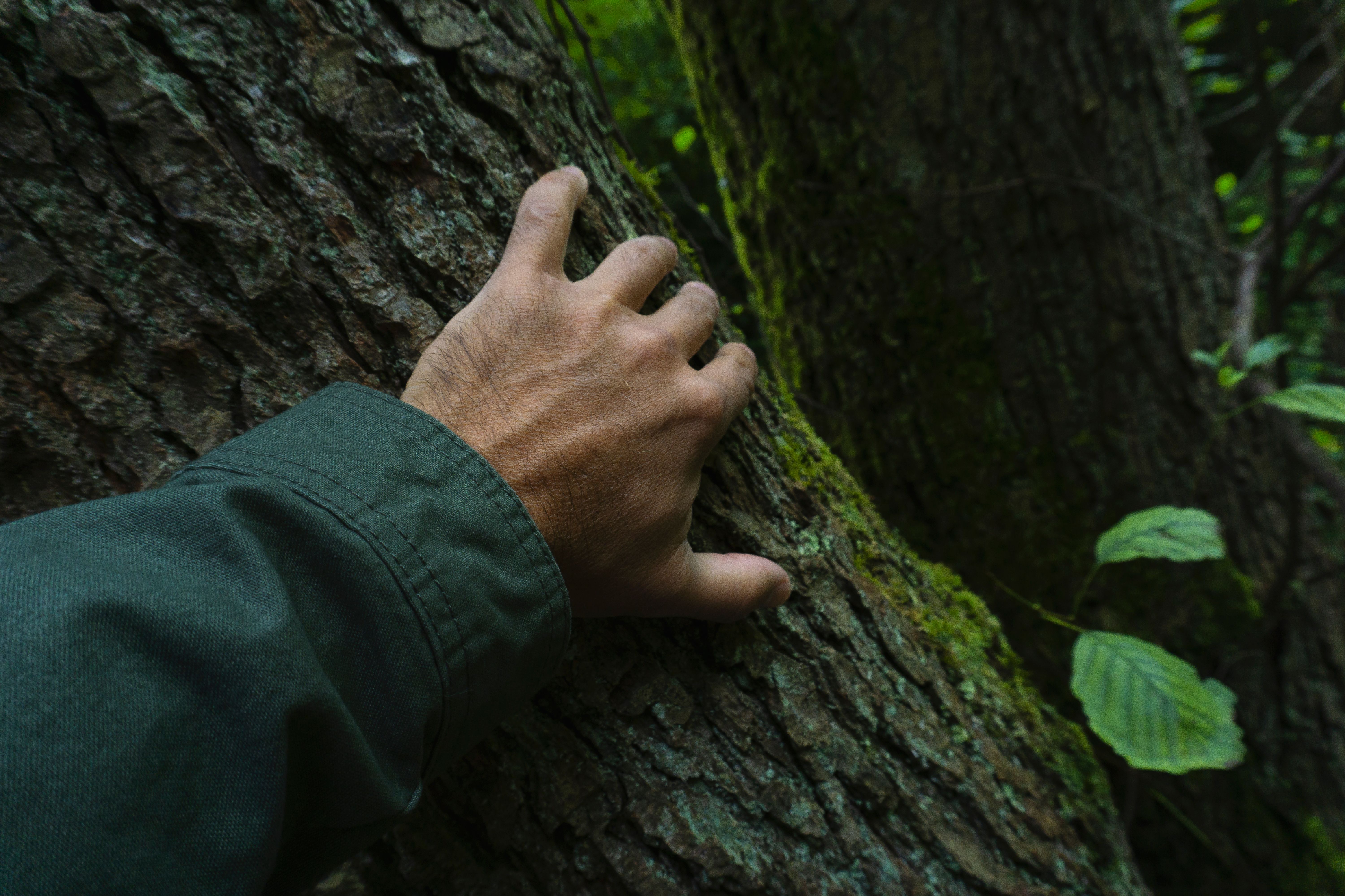 Person Holding On A Tree · Free Stock Photo