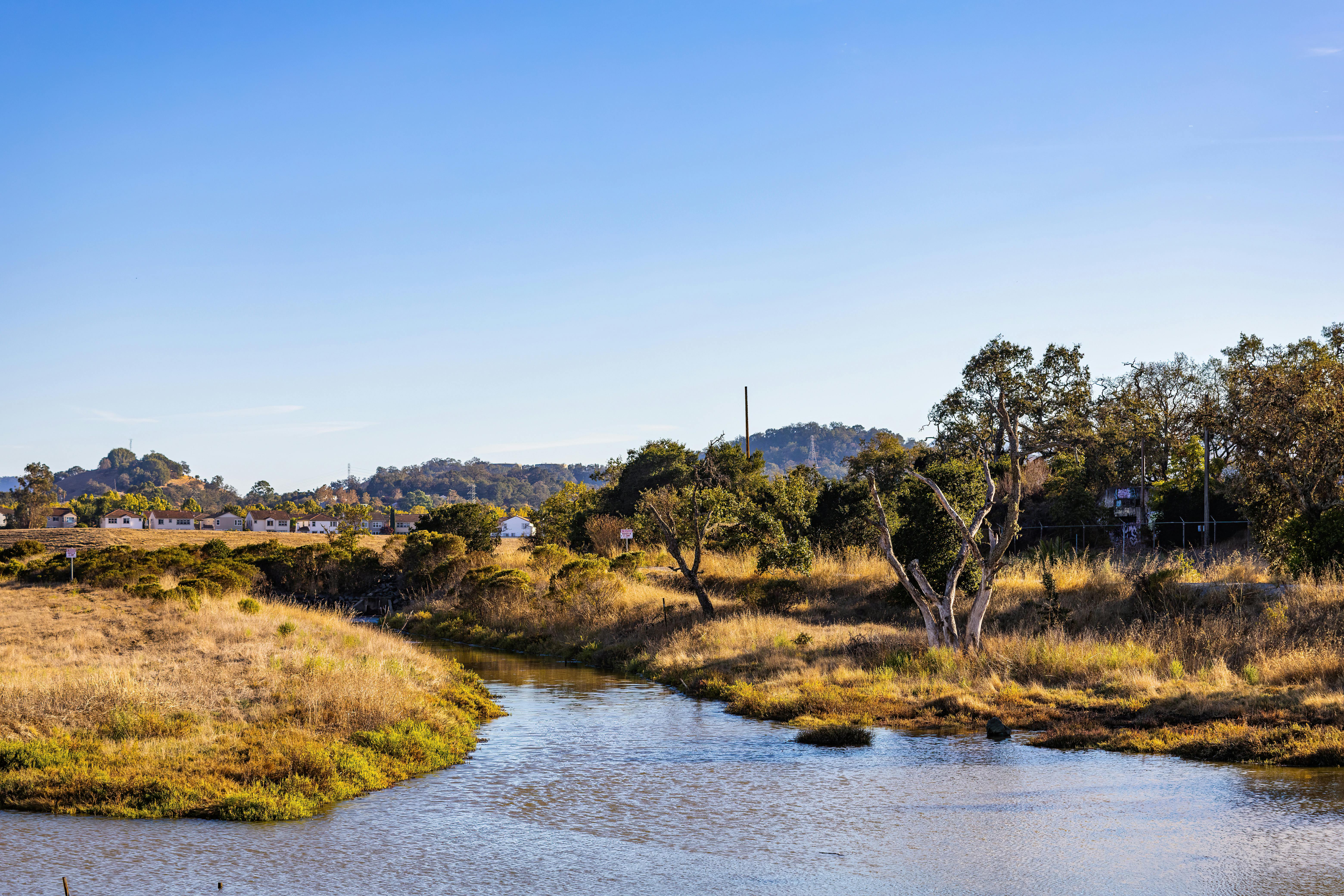 Green Grass Field and Trees Near River · Free Stock Photo