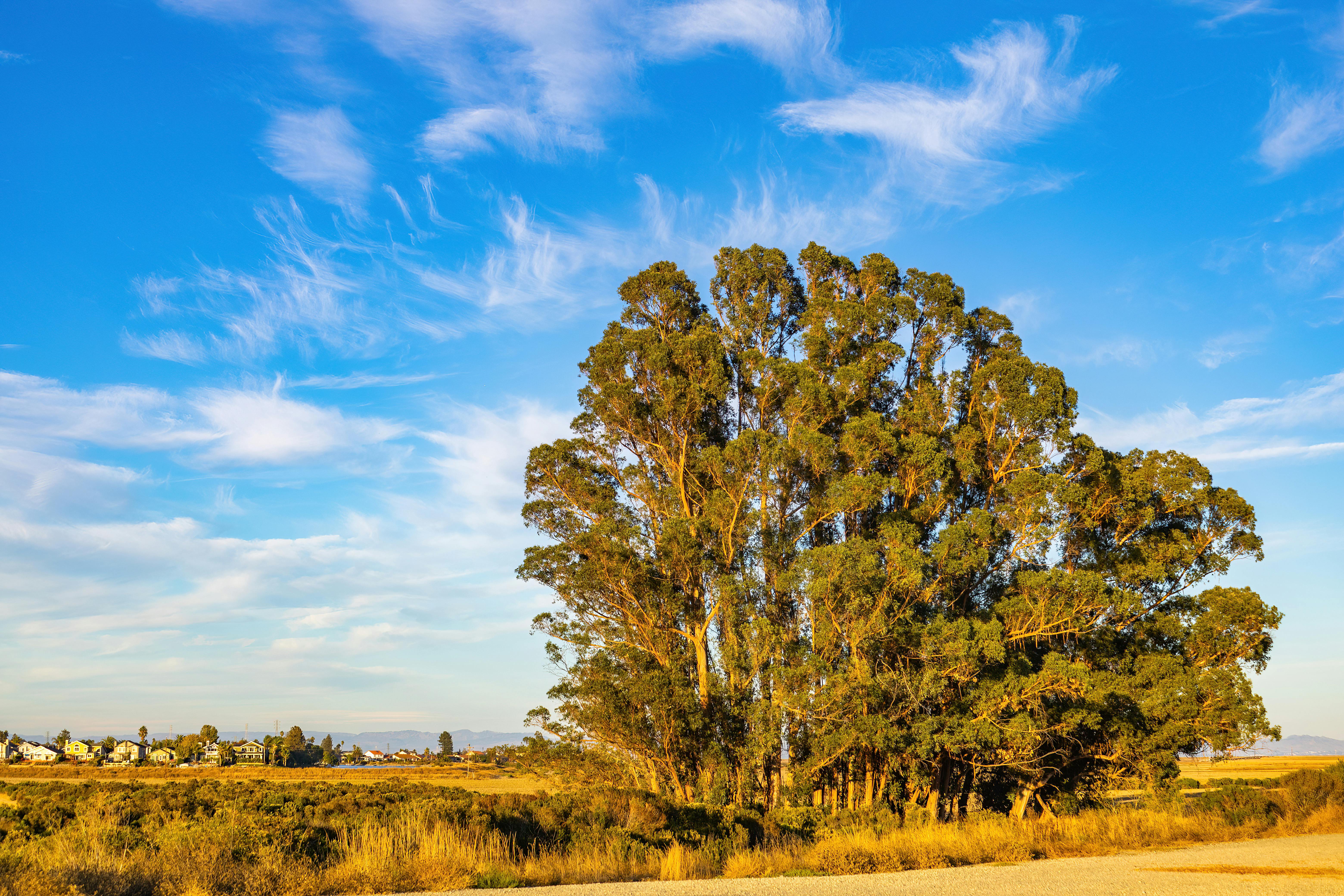 Green Trees Under Blue Sky · Free Stock Photo