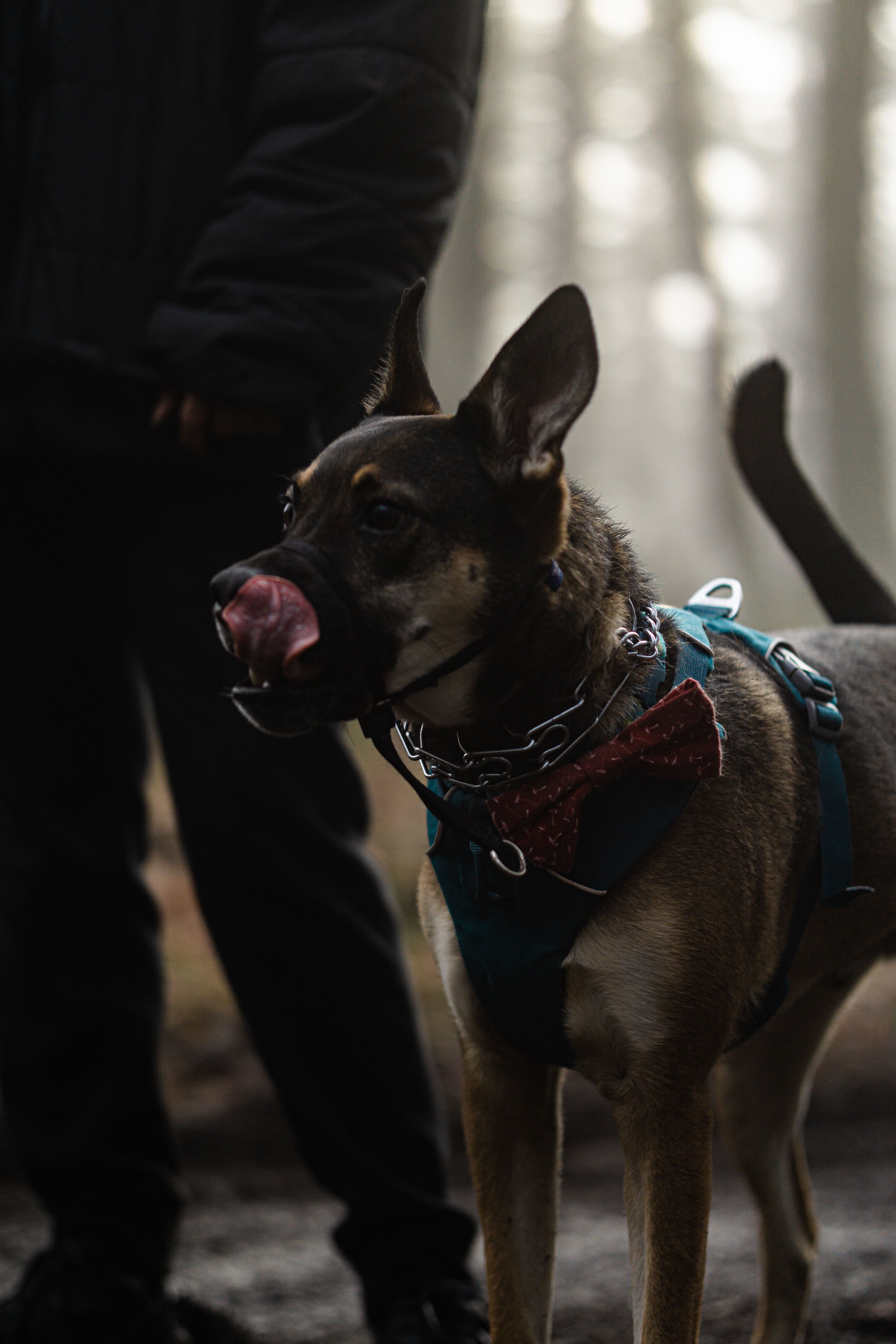 Photo of a Hanging Dog · Free Stock Photo