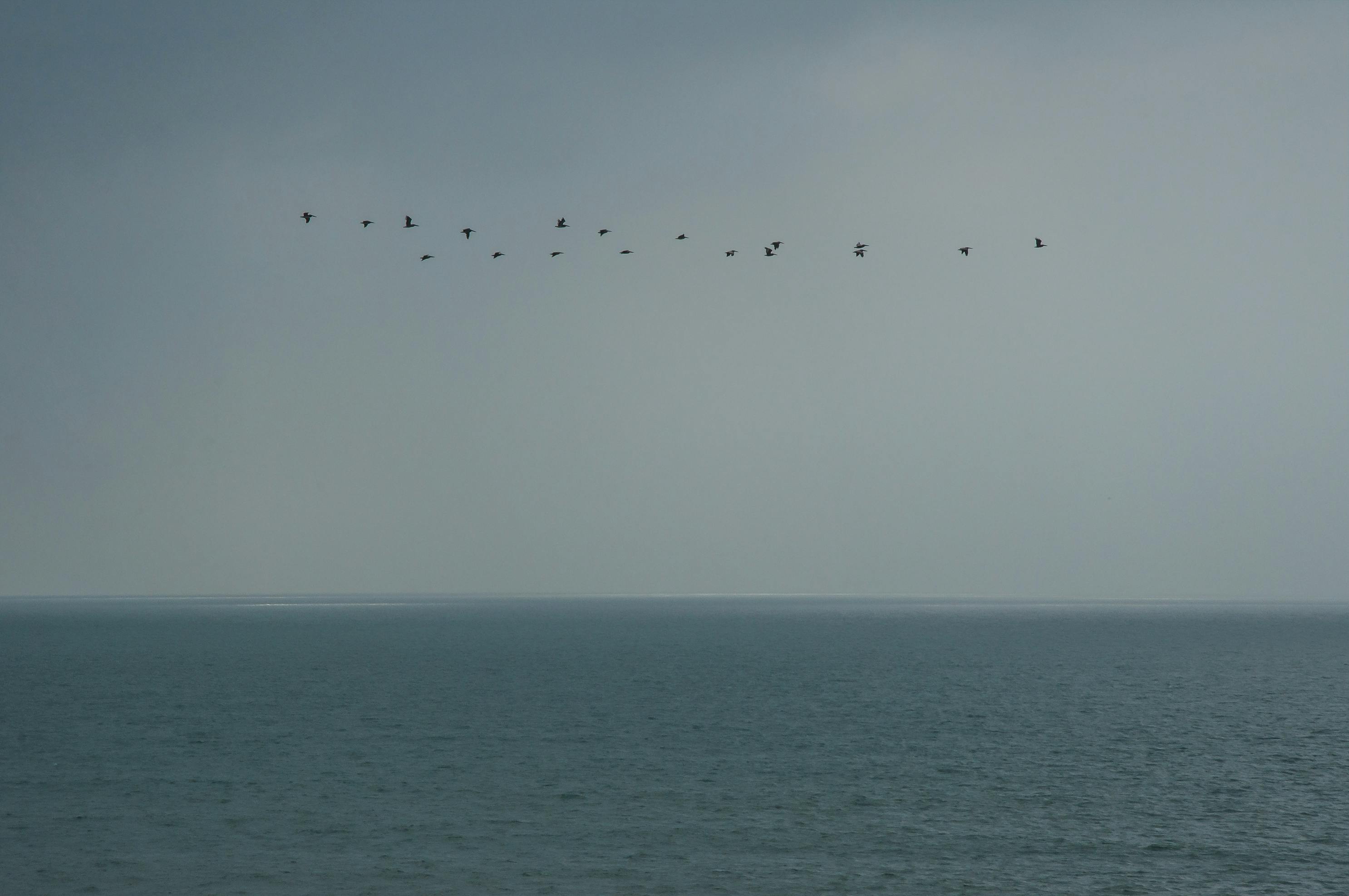 Flock of Birds Flying over the Sea · Free Stock Photo