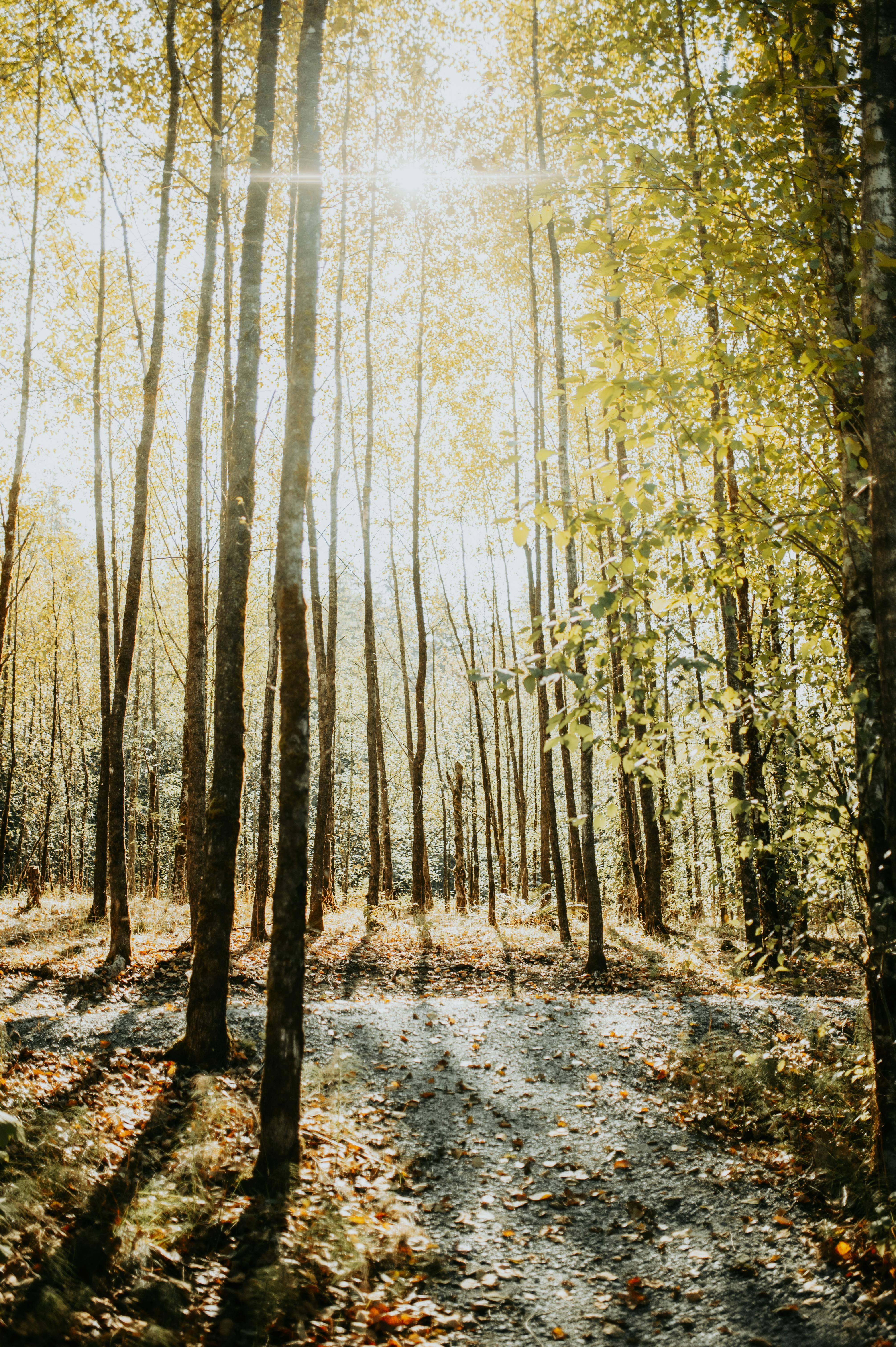 Tall Trees in a Forest · Free Stock Photo