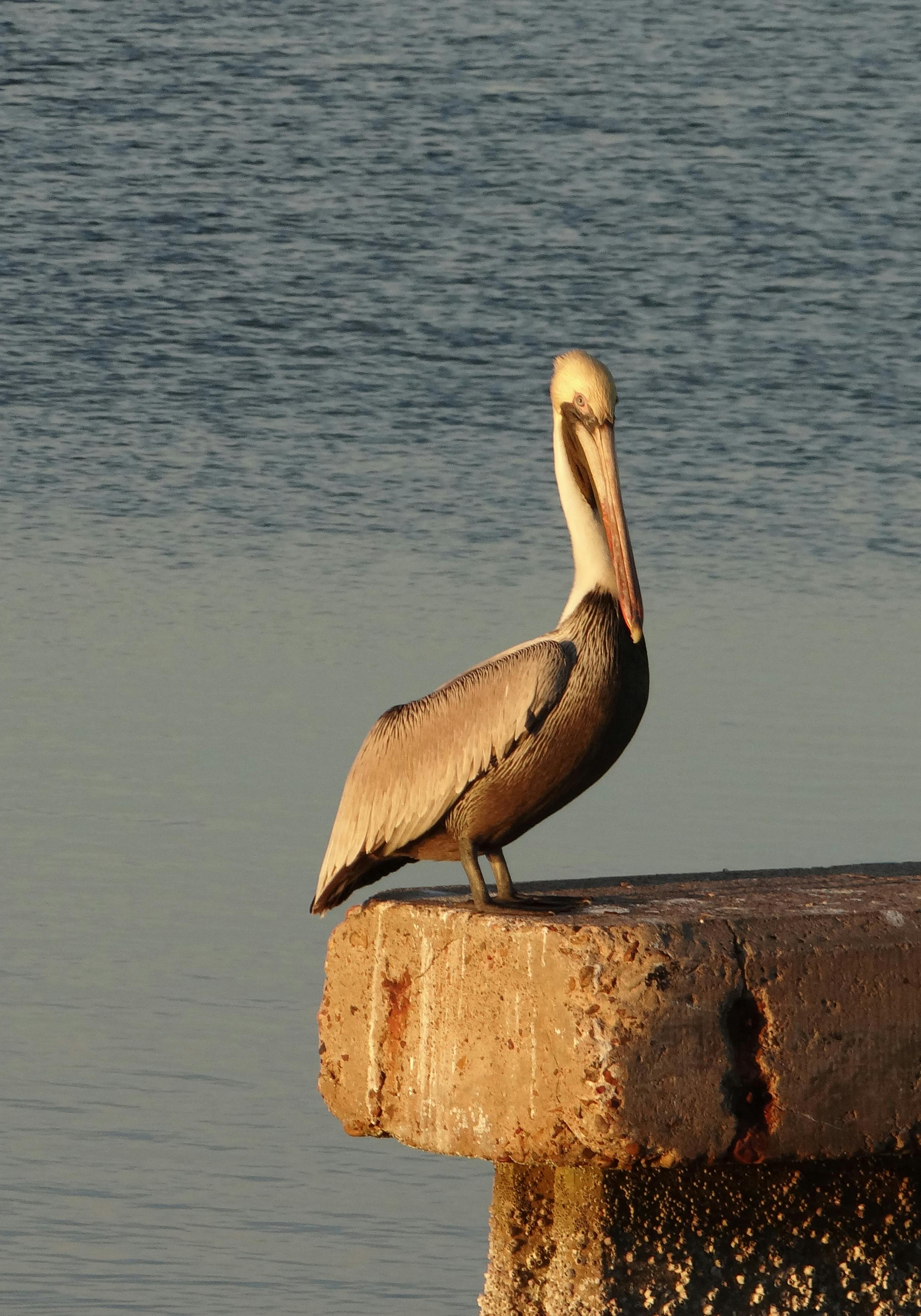 Close Up Shot of a Pelican · Free Stock Photo