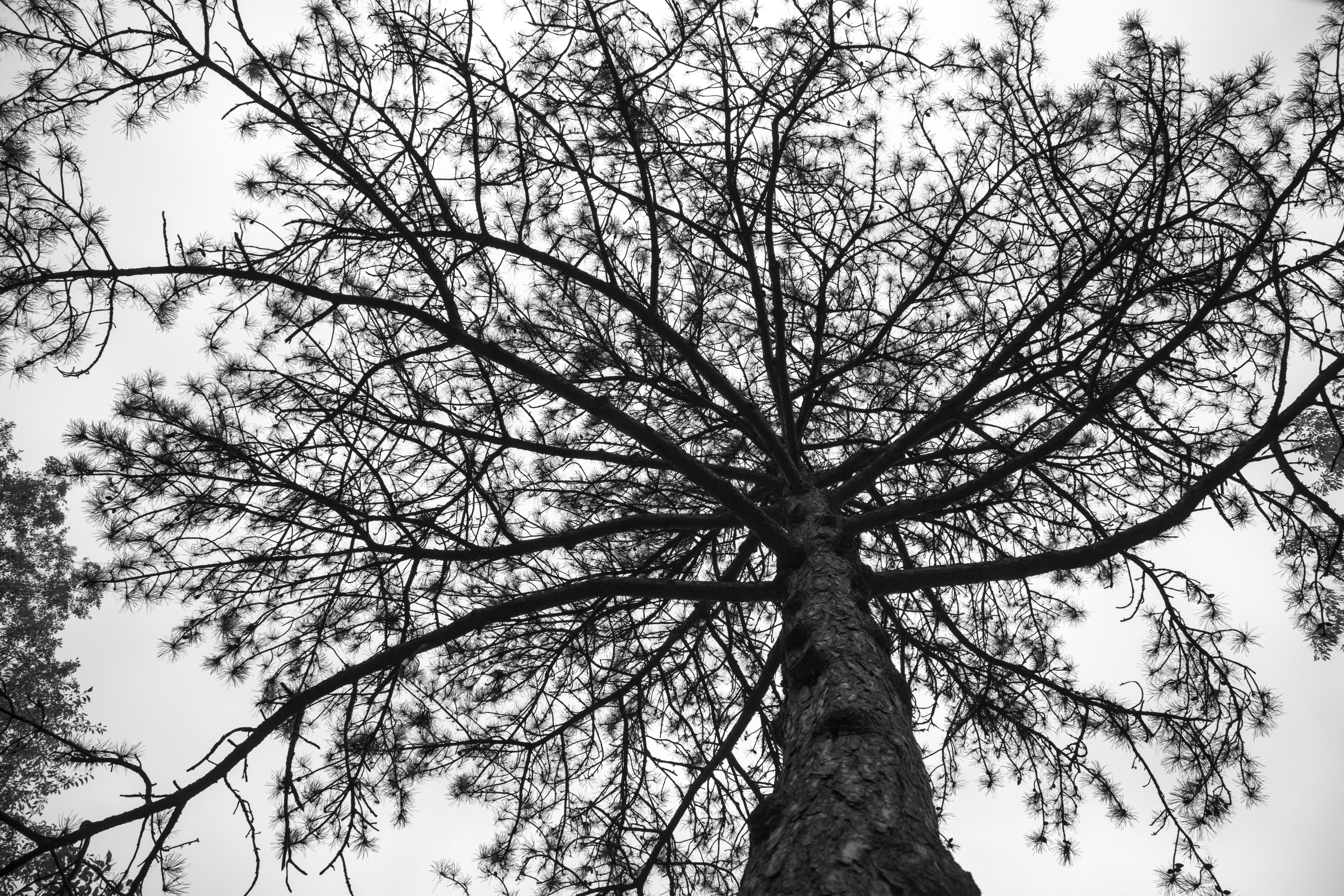 Grayscale Photo of Tall Tree · Free Stock Photo