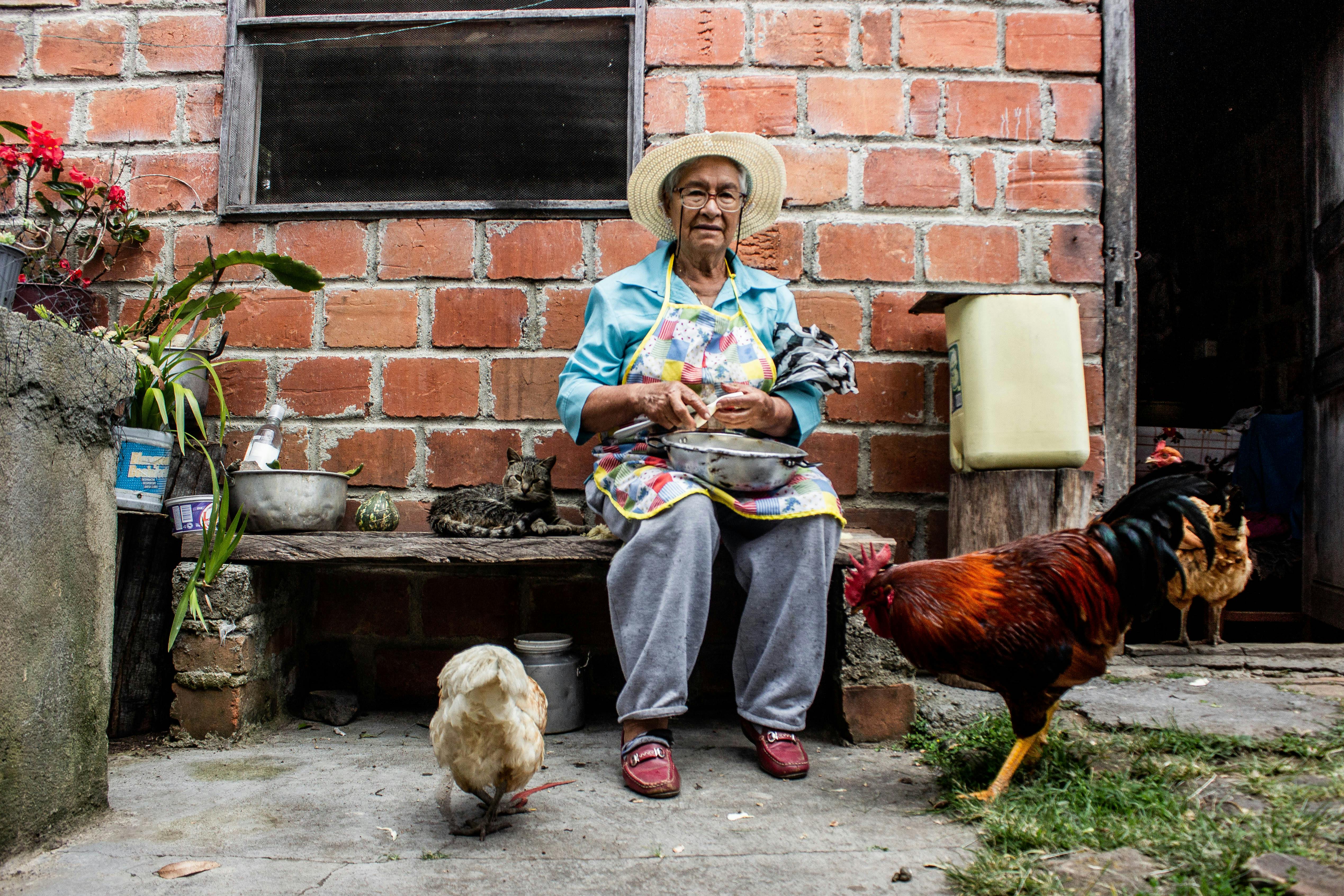 Cats And Hen Photos, Download The BEST Free Cats And Hen Stock Photos ...