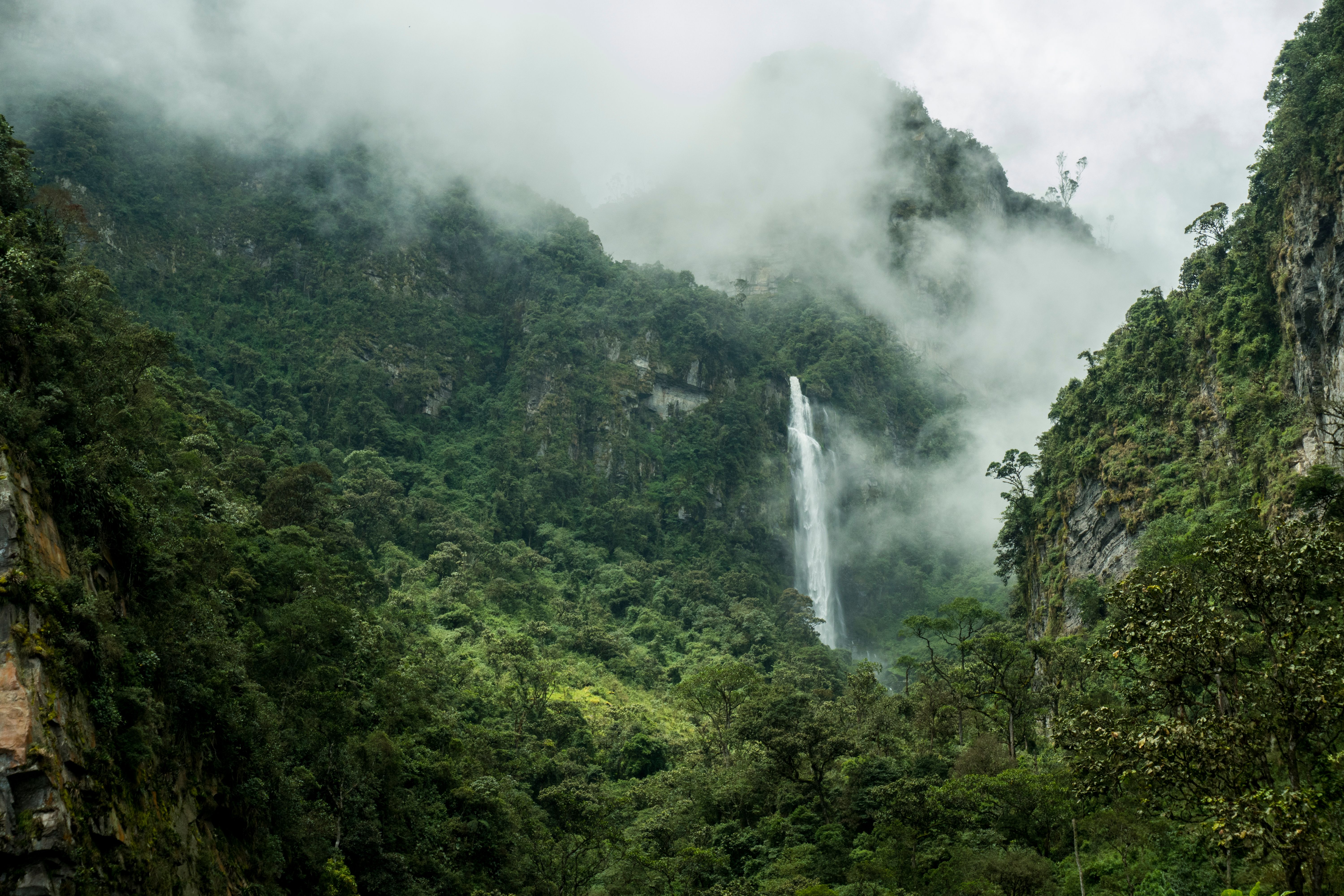 Forest in a Valley Covered with Fog · Free Stock Photo