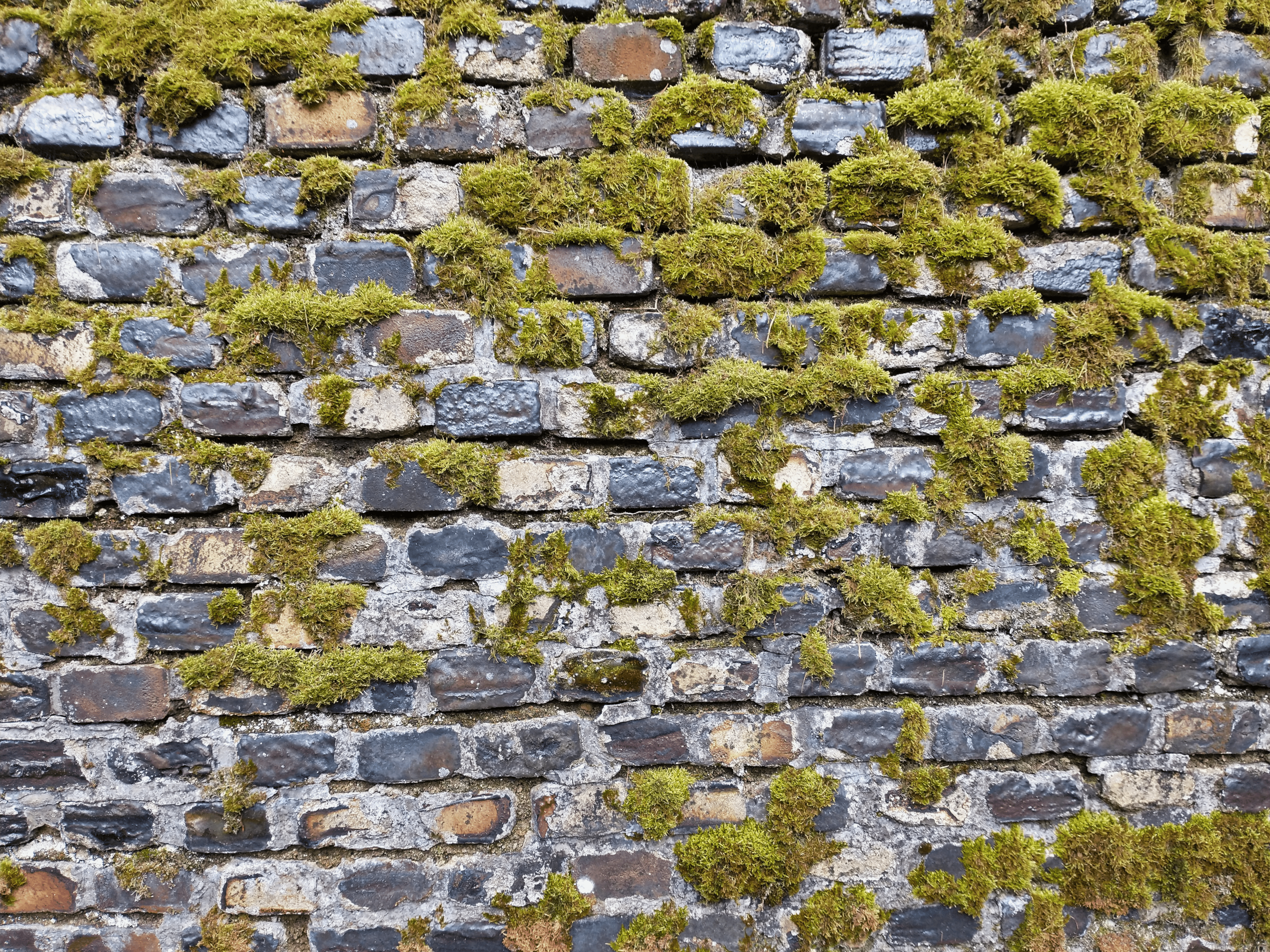 Green Moss on Gray Brick Wall · Free Stock Photo