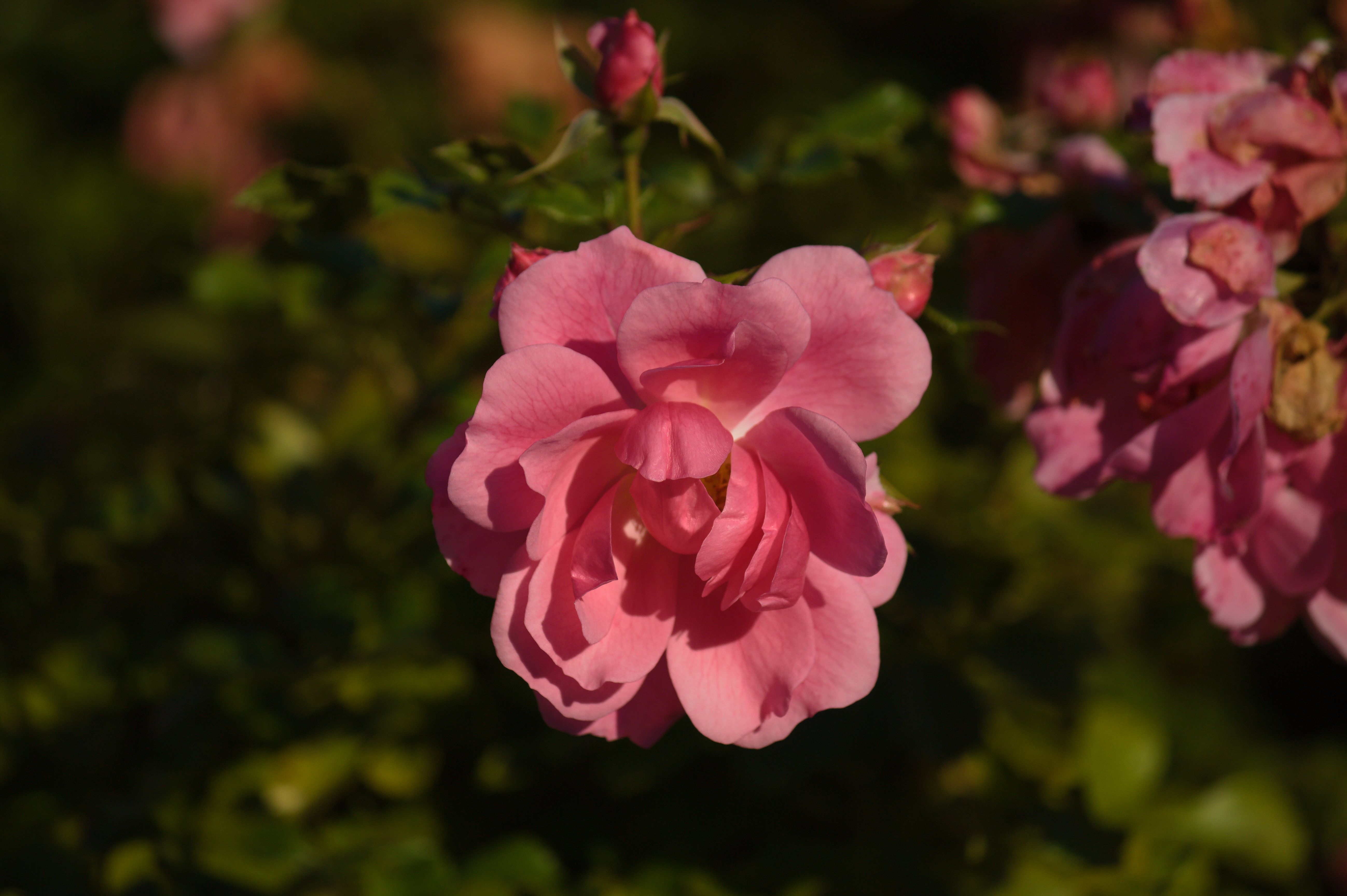 Pink Rose in Close Up Shot · Free Stock Photo