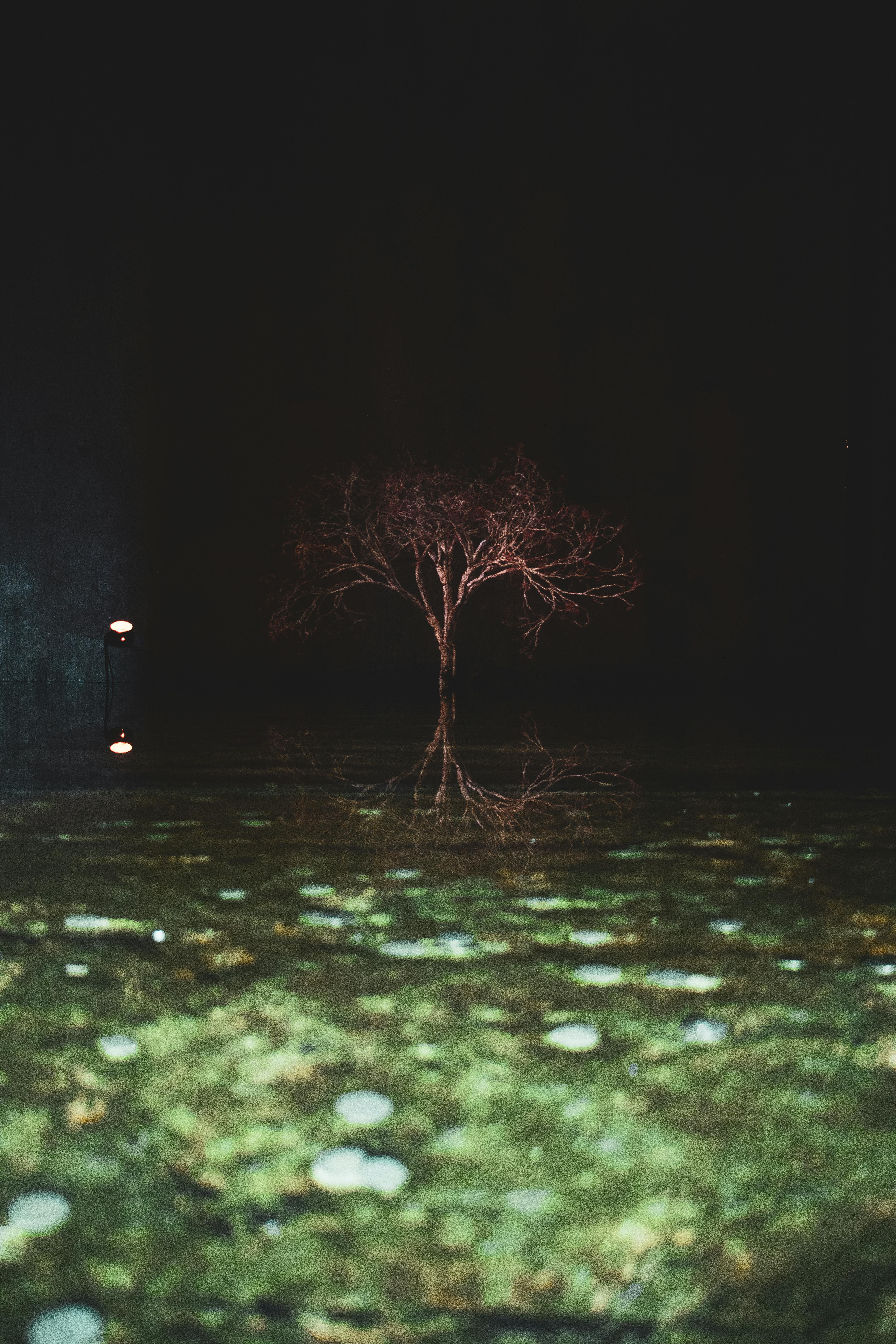 Light on Ground near Tree at Night · Free Stock Photo