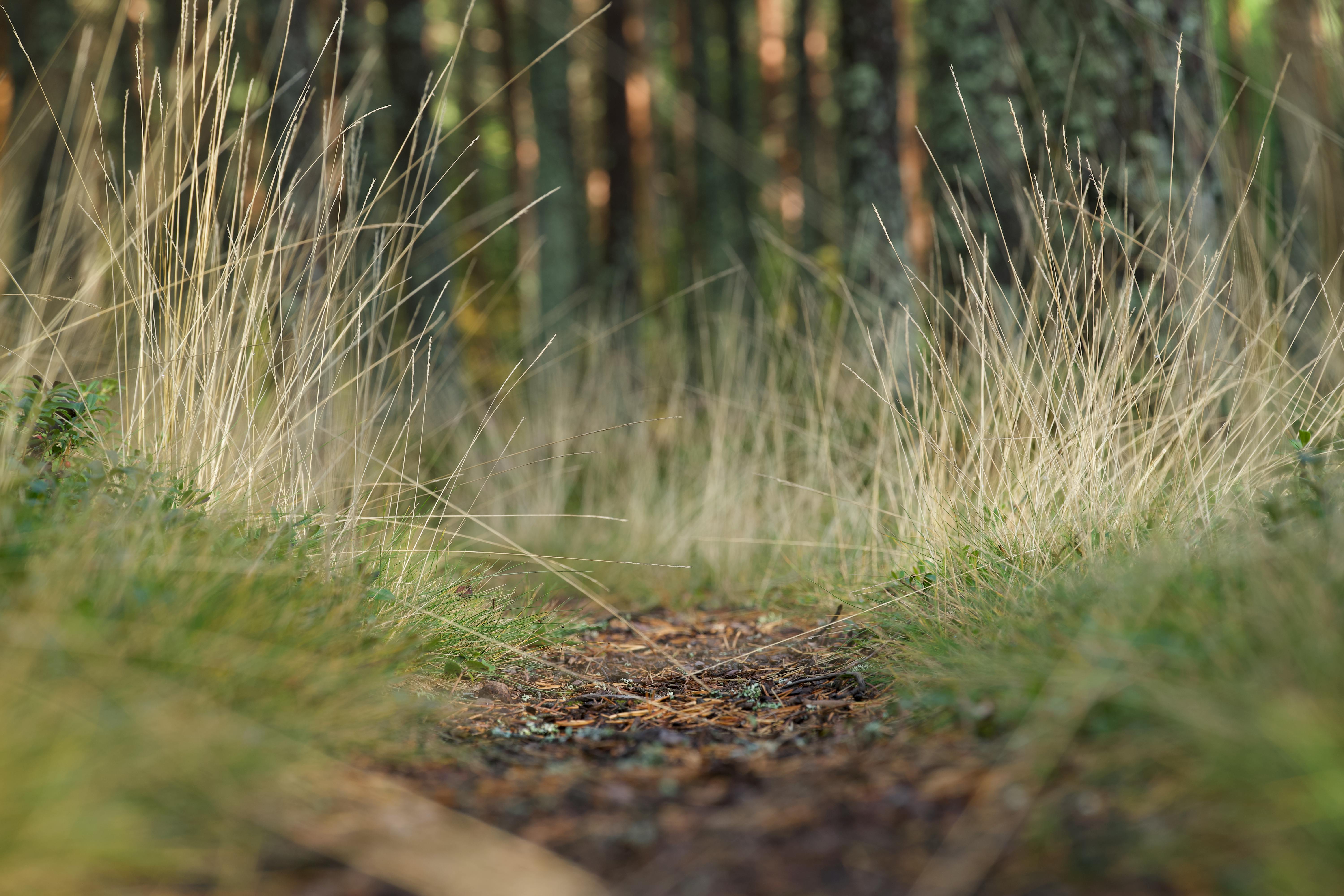 A Pathway on a Grass in a Forest · Free Stock Photo