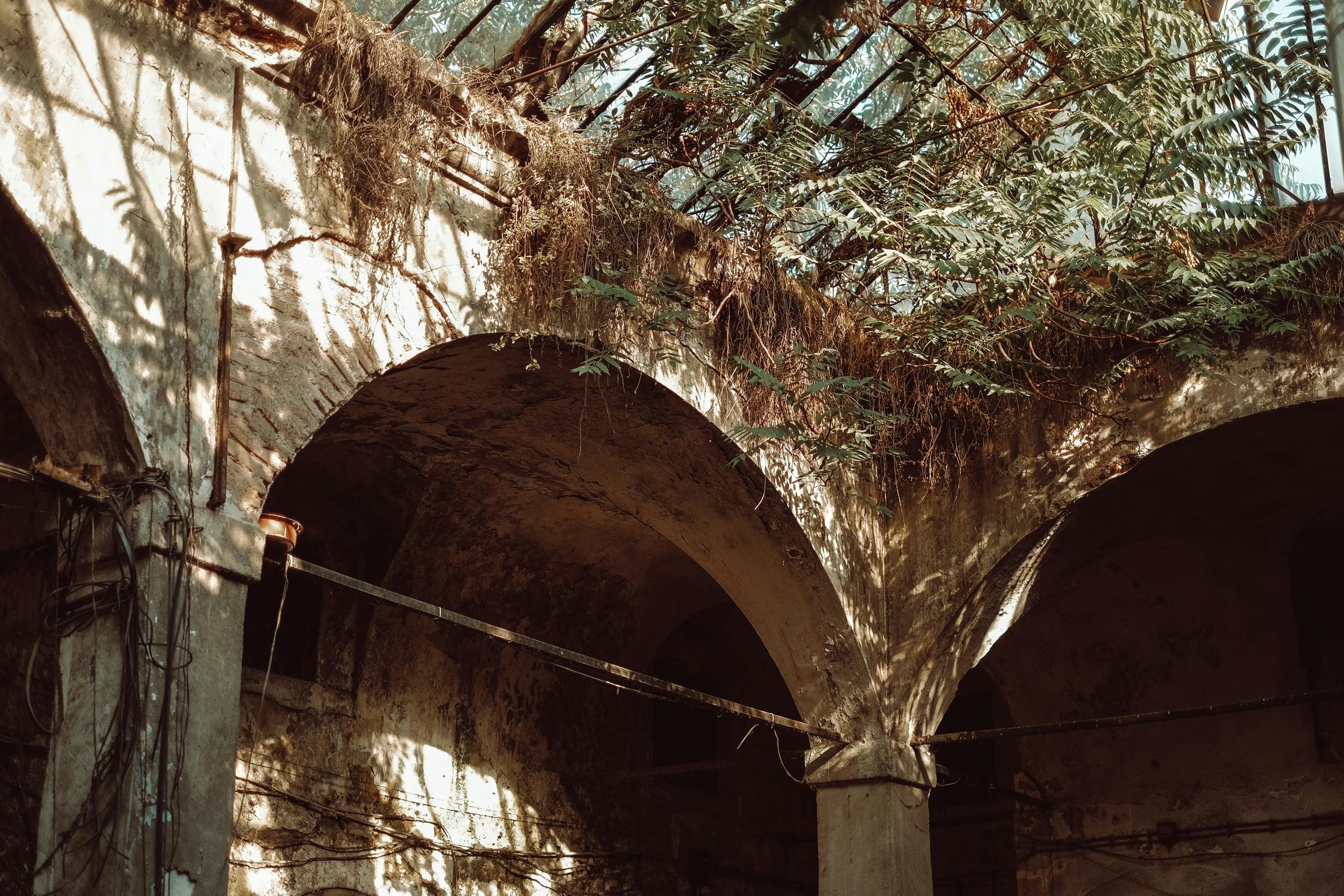 A Brown Arch Inside a Building Covered Ferns · Free Stock Photo
