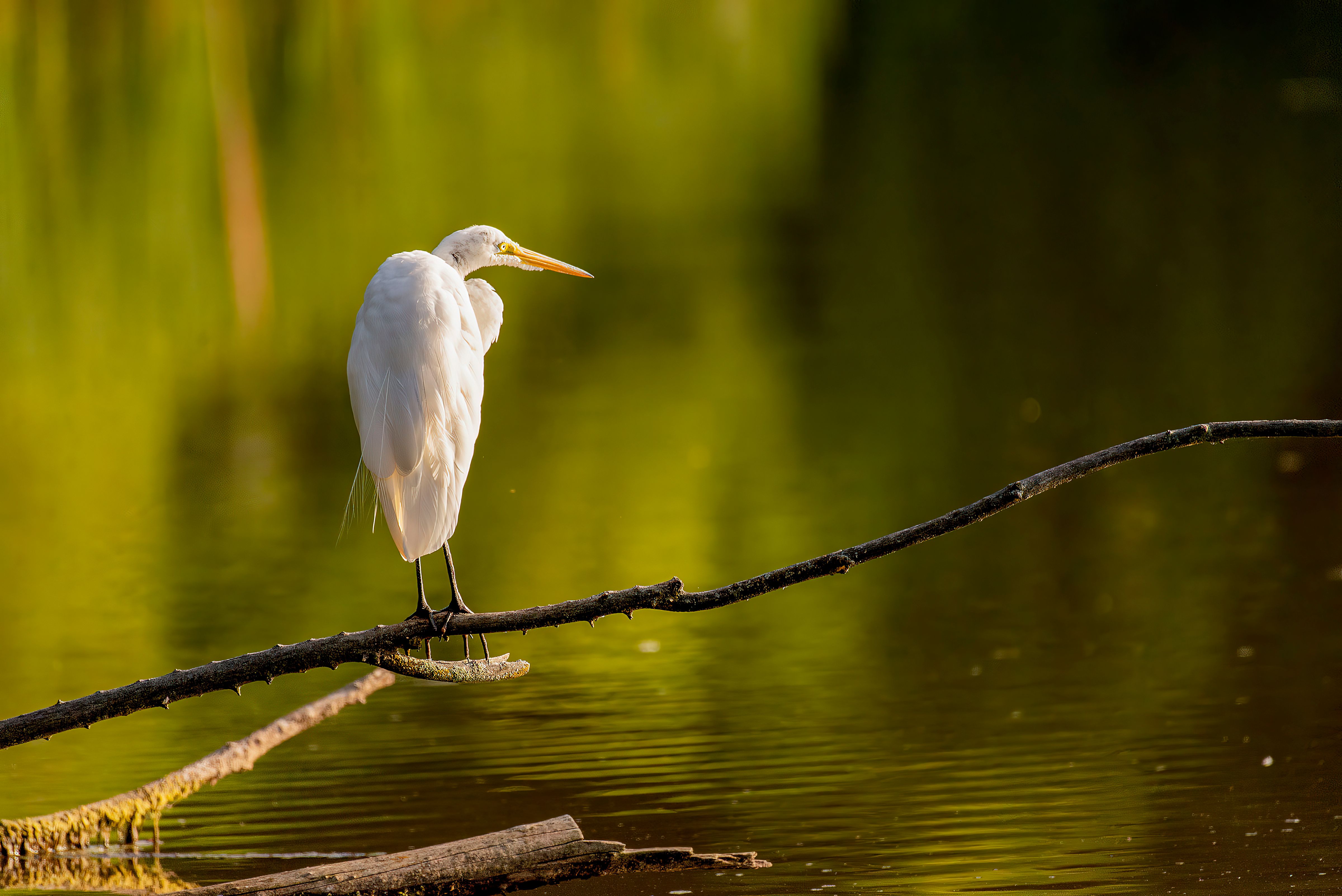 A Great Cormorant with Spread Wings Sitting on a Pole · Free Stock Photo