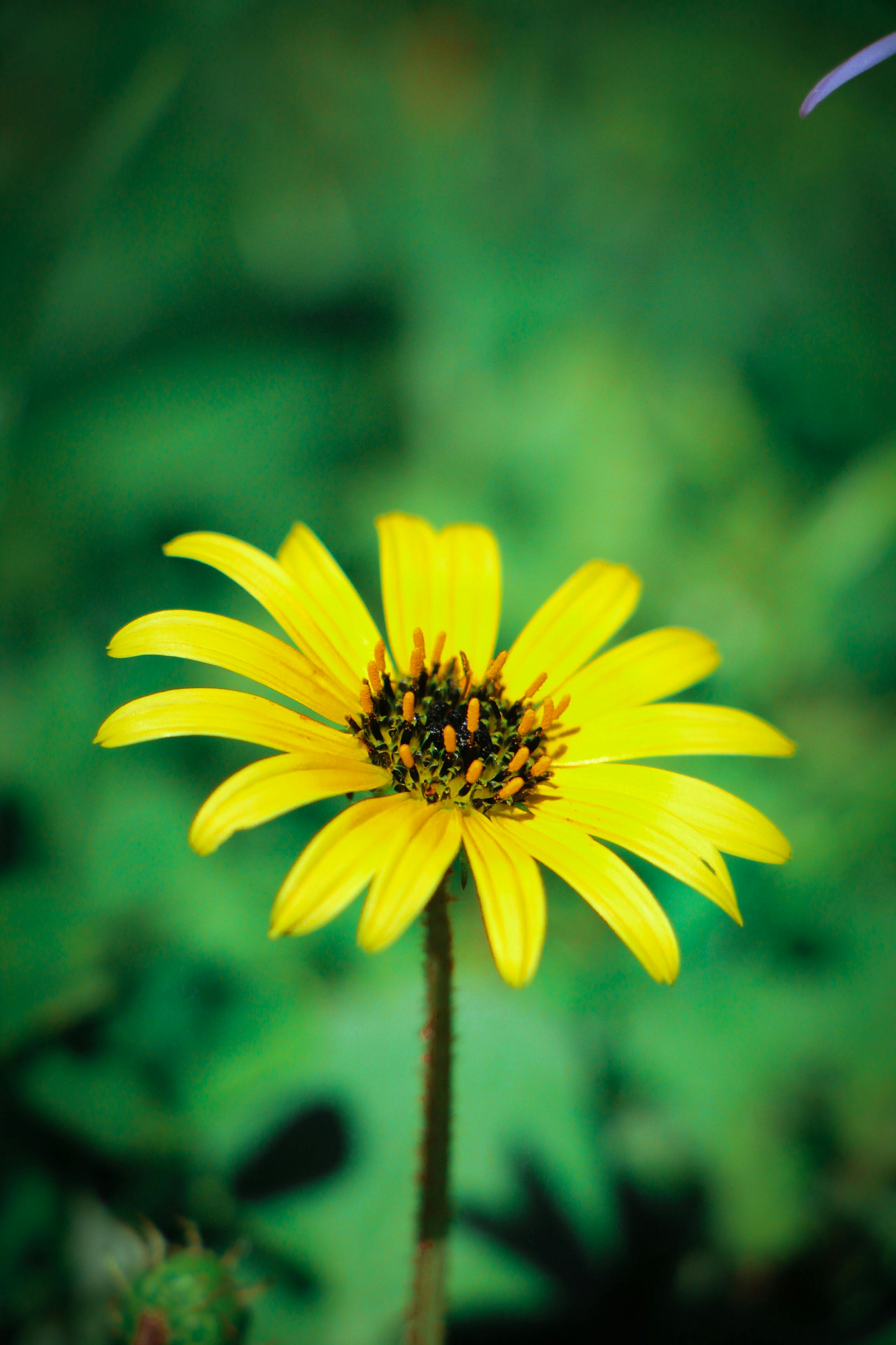 Yellow Followers Photos, Download Free Yellow Followers Stock Photos ...