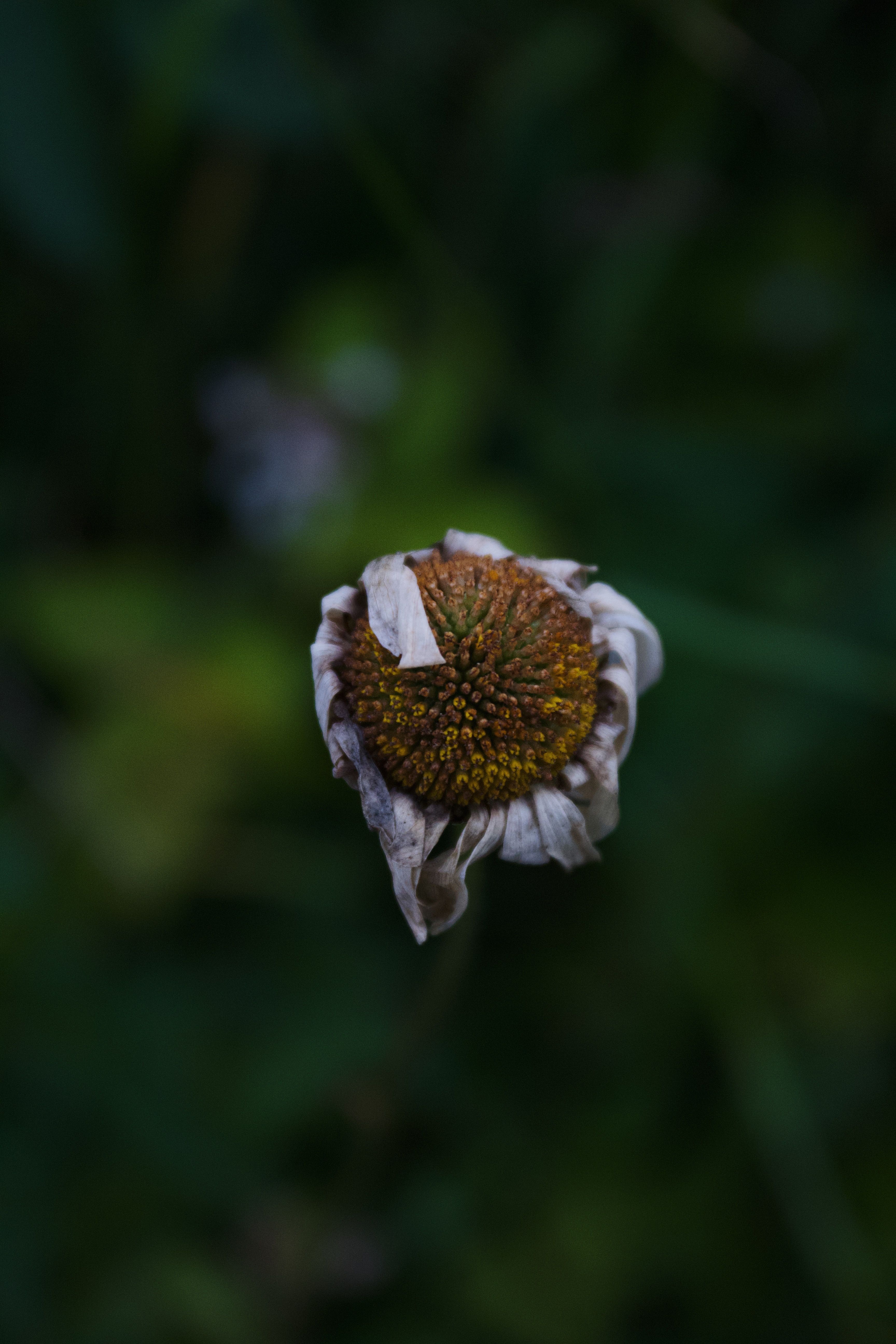 A Pot with Wilted Flowers · Free Stock Photo