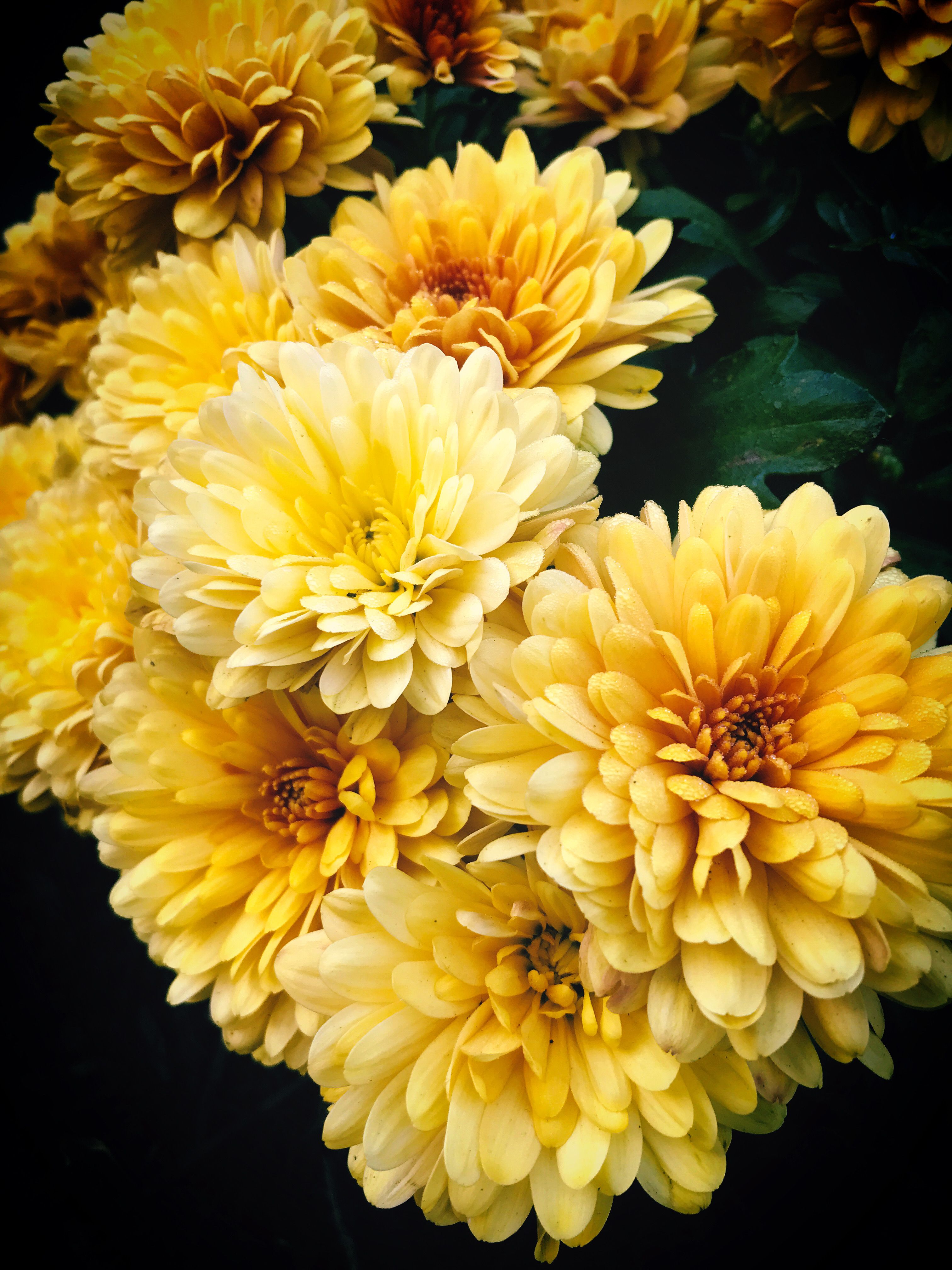 Yellow Feild Photos, Download Free Yellow Feild Stock Photos & HD Images