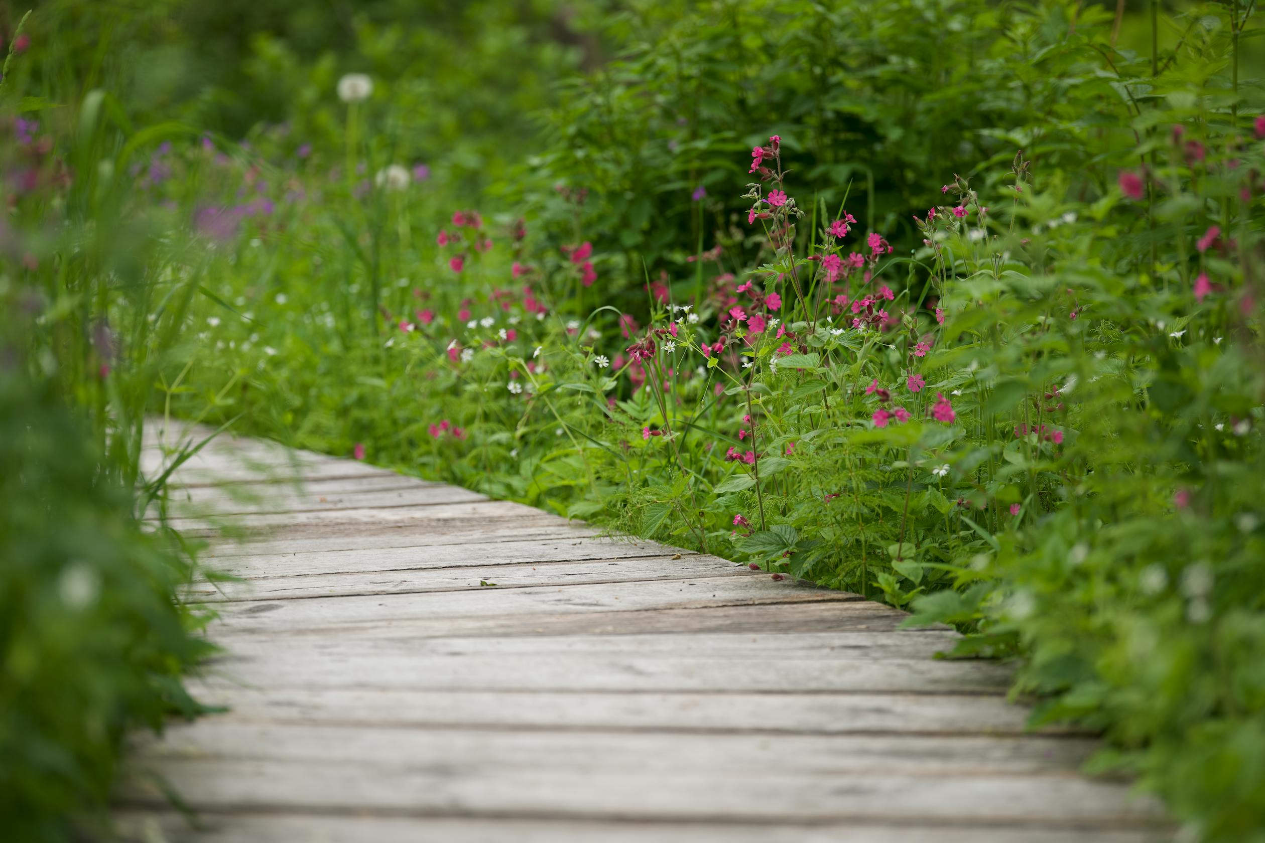Spring Pathway Photos, Download The BEST Free Spring Pathway Stock ...