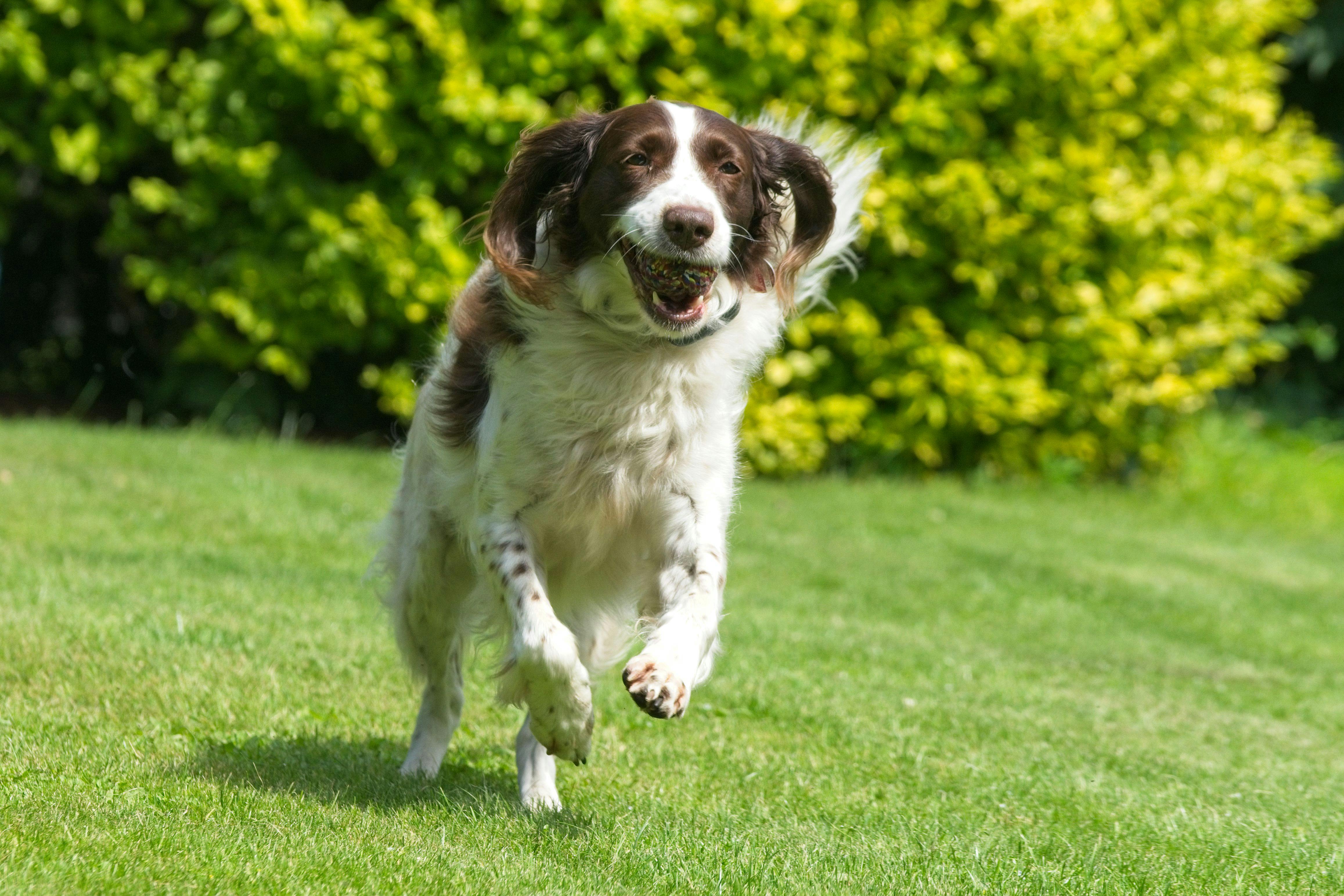 Photo of a Dog Running · Free Stock Photo