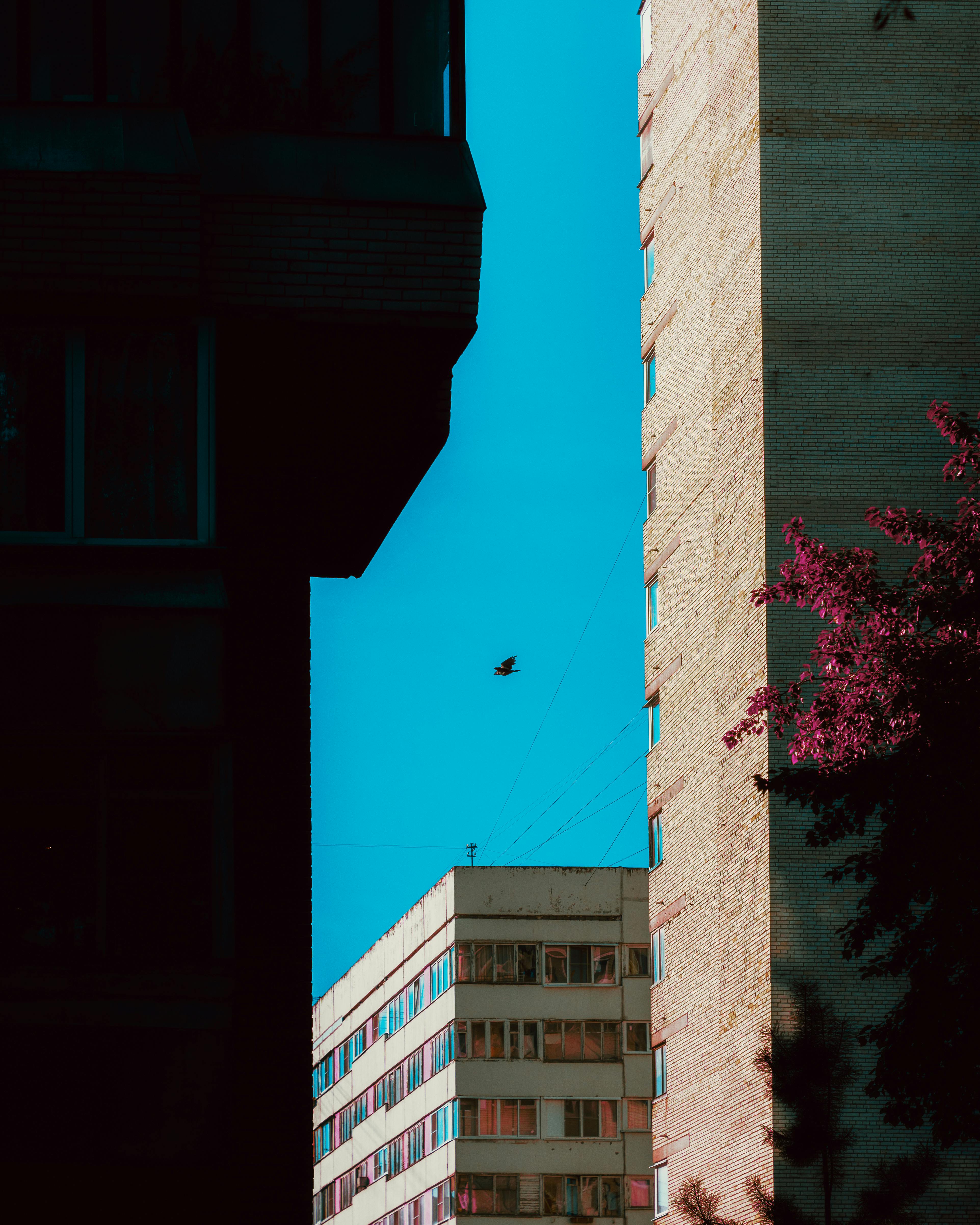 Birds Flying Near Skyscraper · Free Stock Photo