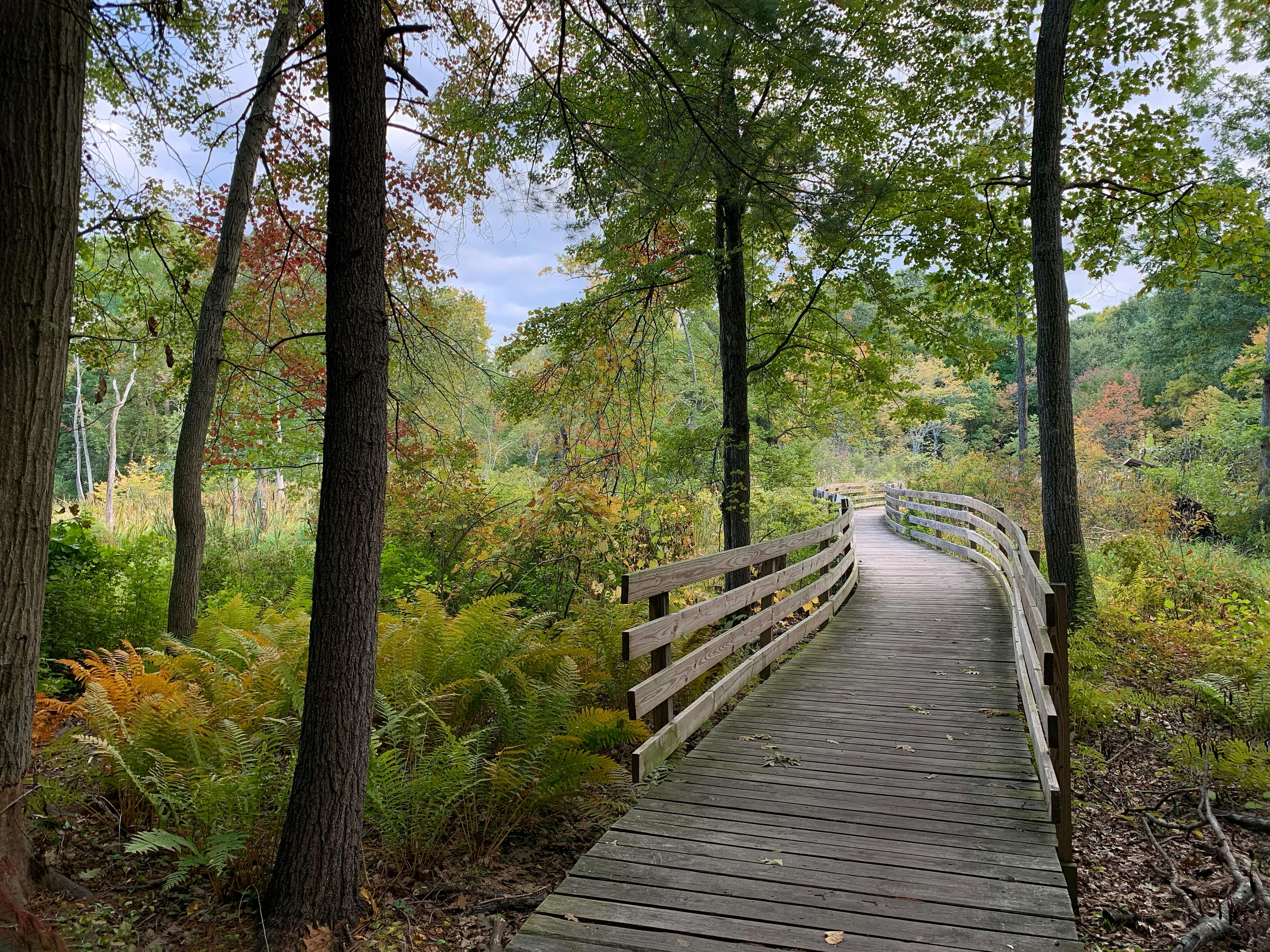 A Wooden Boardwalk with Railings Between Green Trees · Free Stock Photo