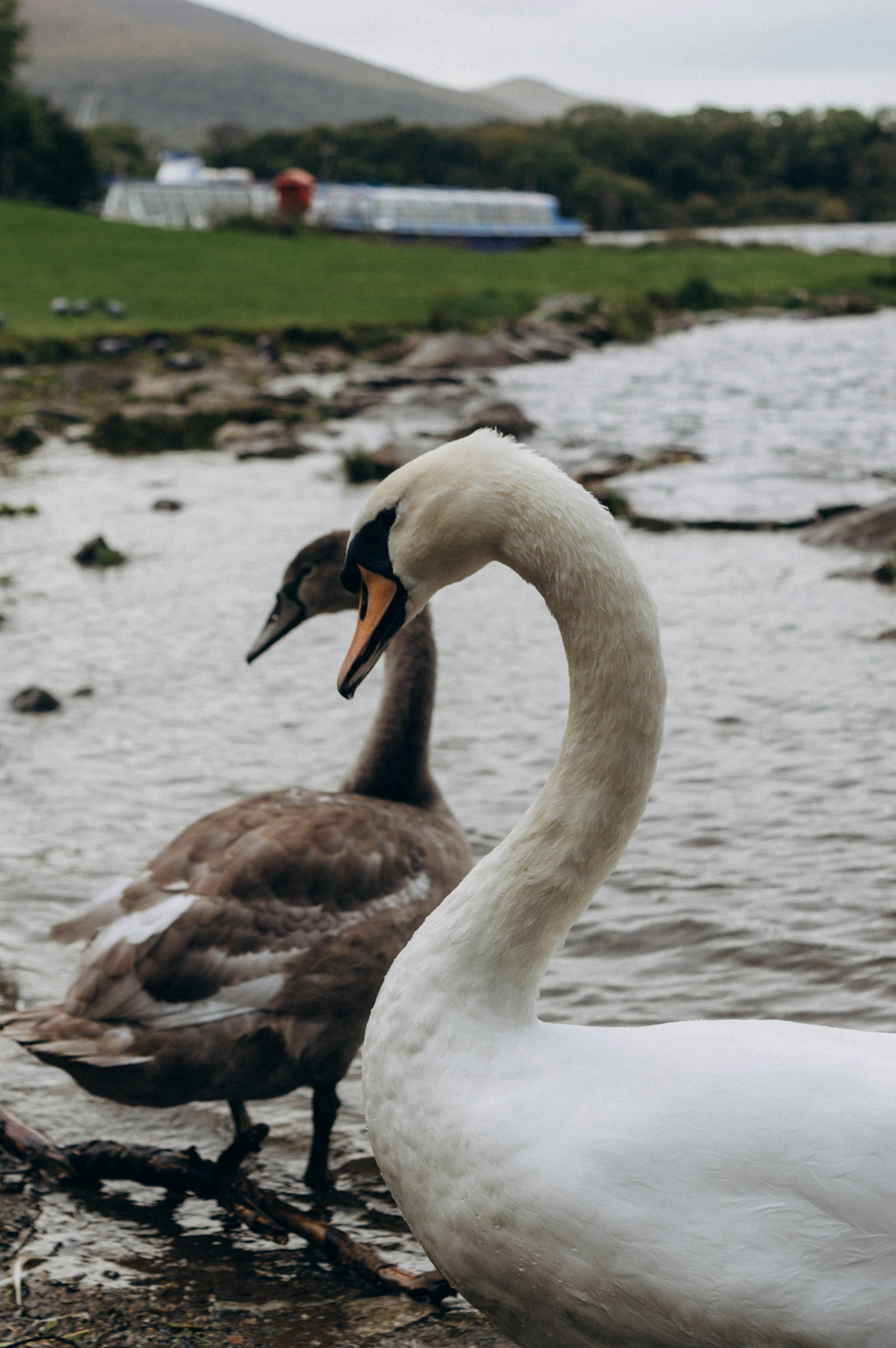 Swans in Close Up Photography · Free Stock Photo