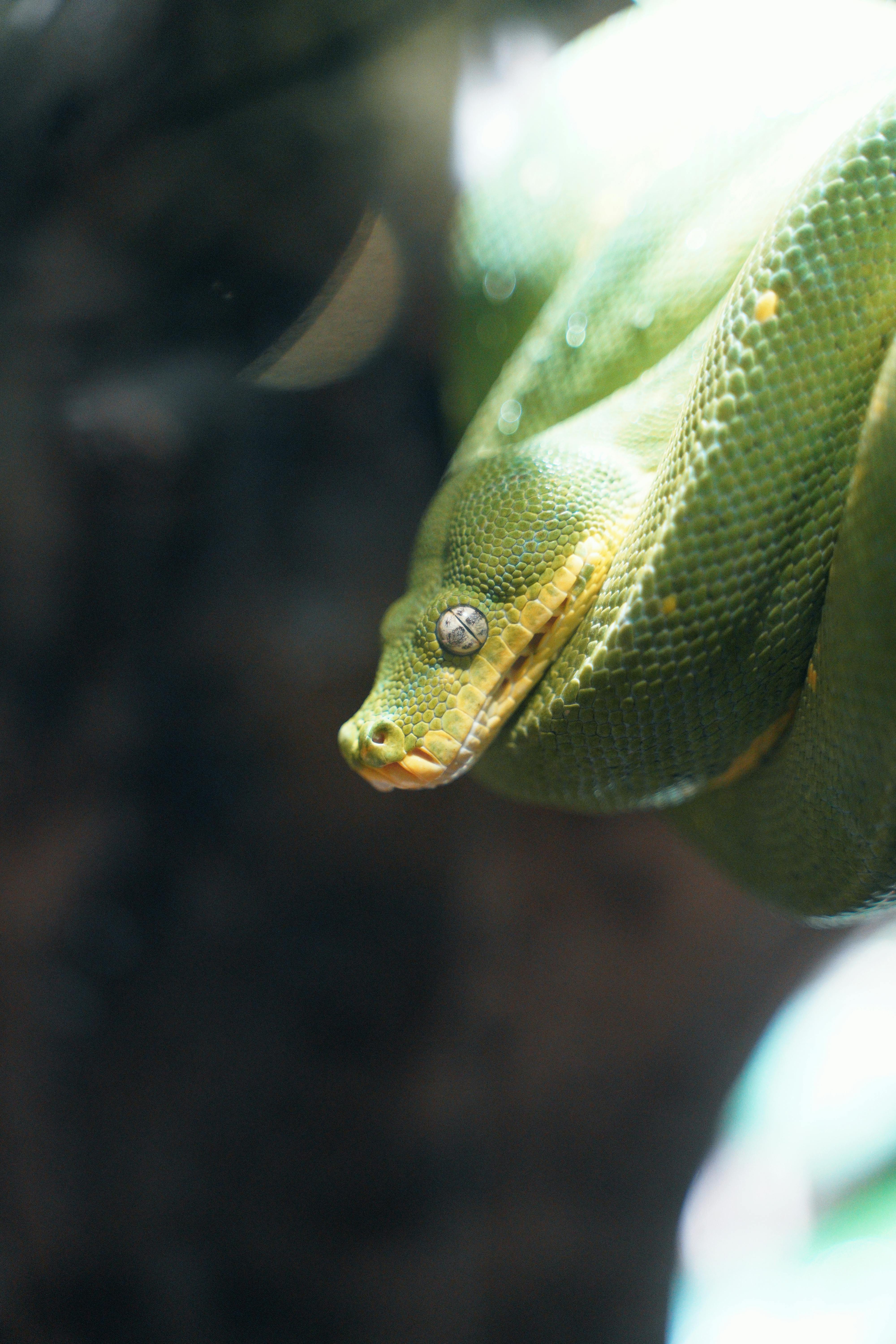 Close-Up Shot of a Snake · Free Stock Photo