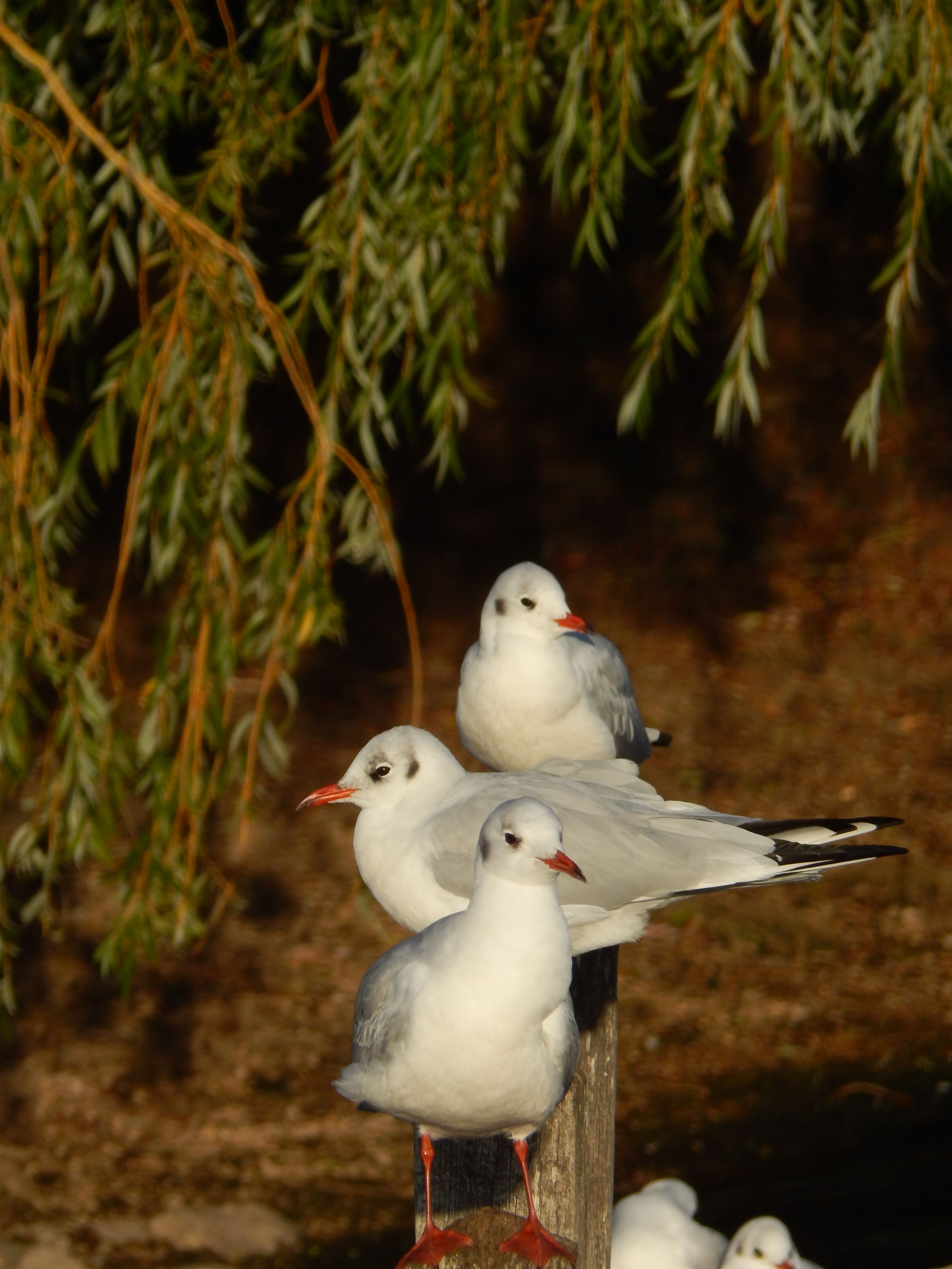 Close-Up Shot of Seagulls · Free Stock Photo