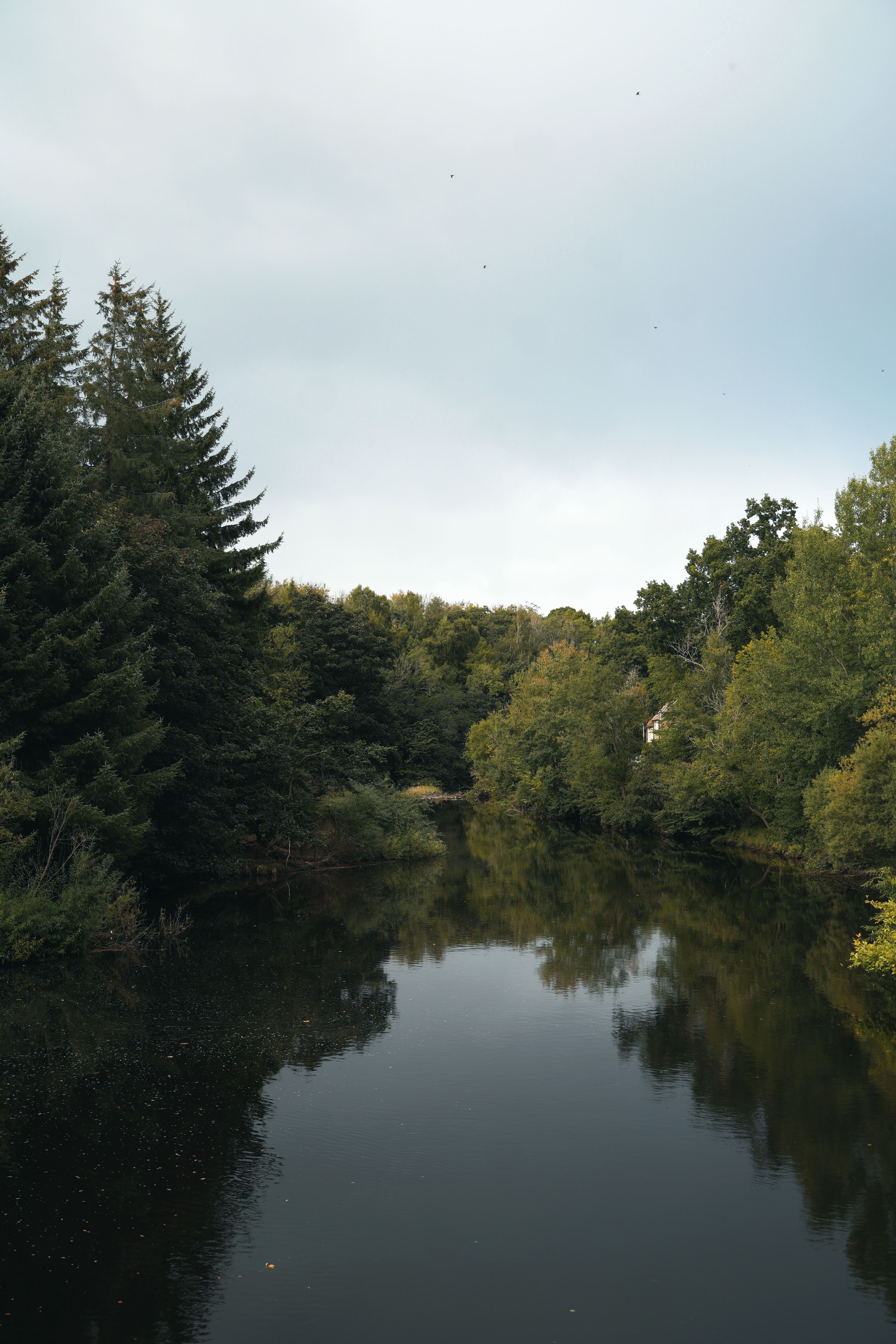 Tree on Lake · Free Stock Photo