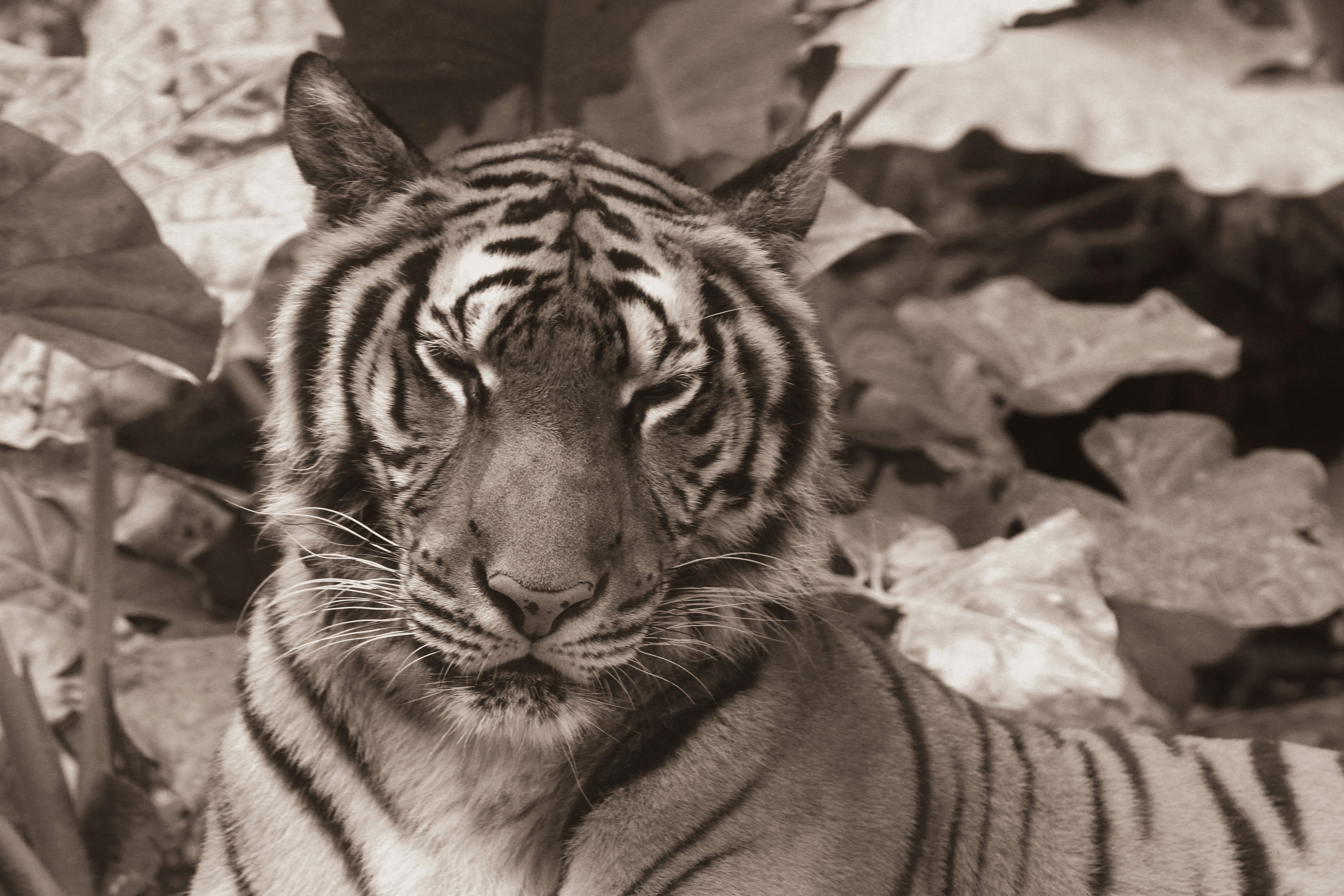Portrait of Tiger · Free Stock Photo