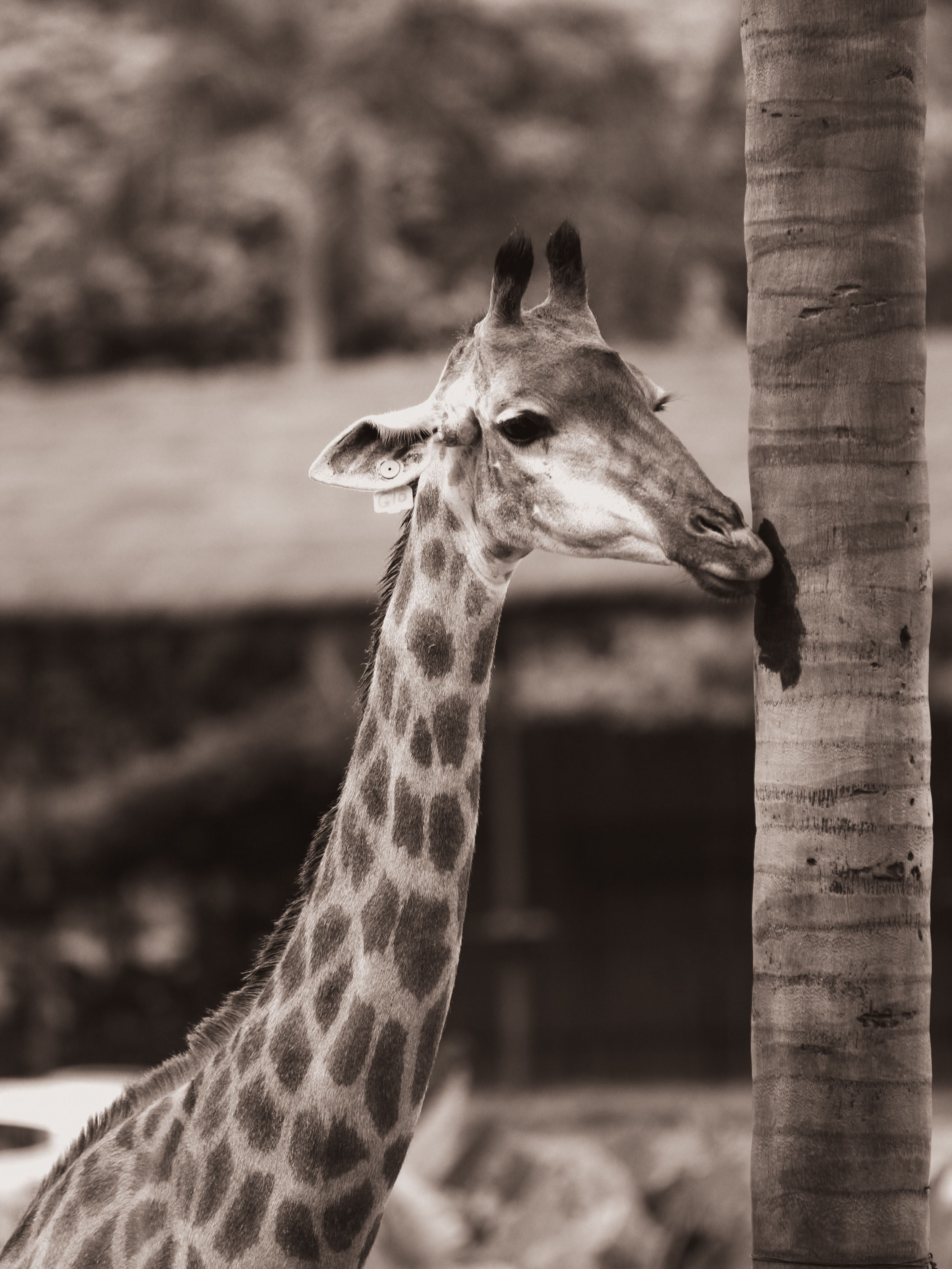 Giraffe Standing Beside a Tree · Free Stock Photo