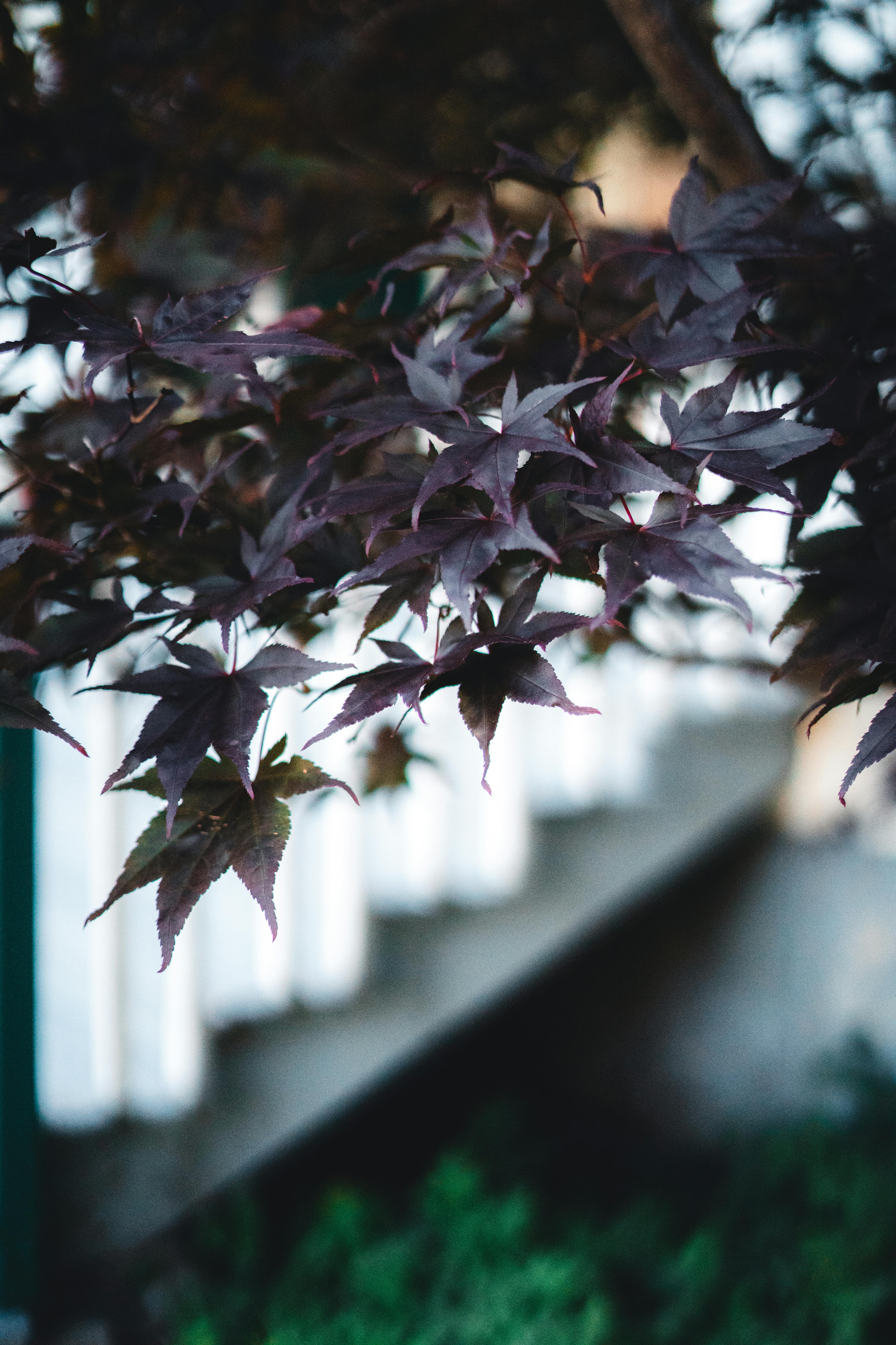 A Tree with Purple Japanese Maple Leaves · Free Stock Photo