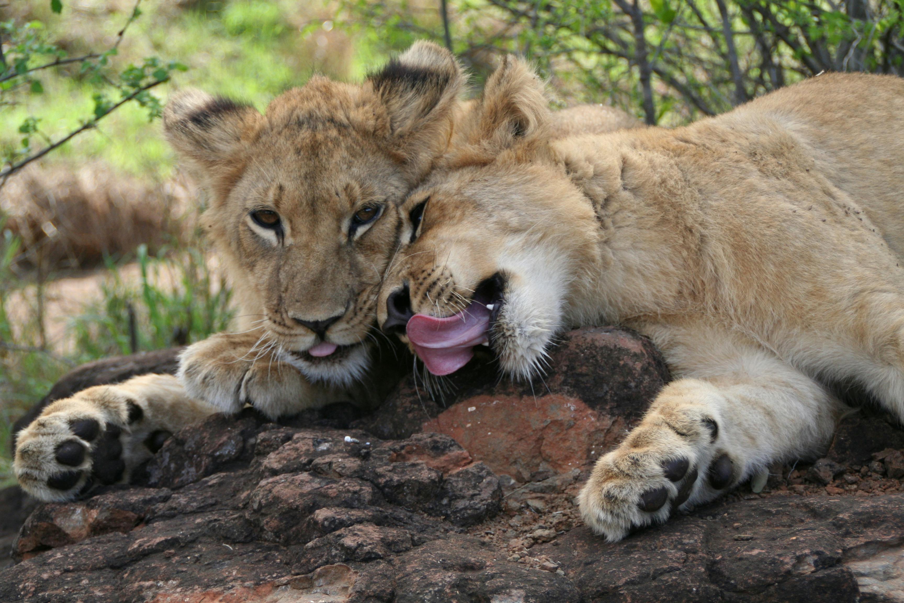 Lion and Lioness Lying Together · Free Stock Photo