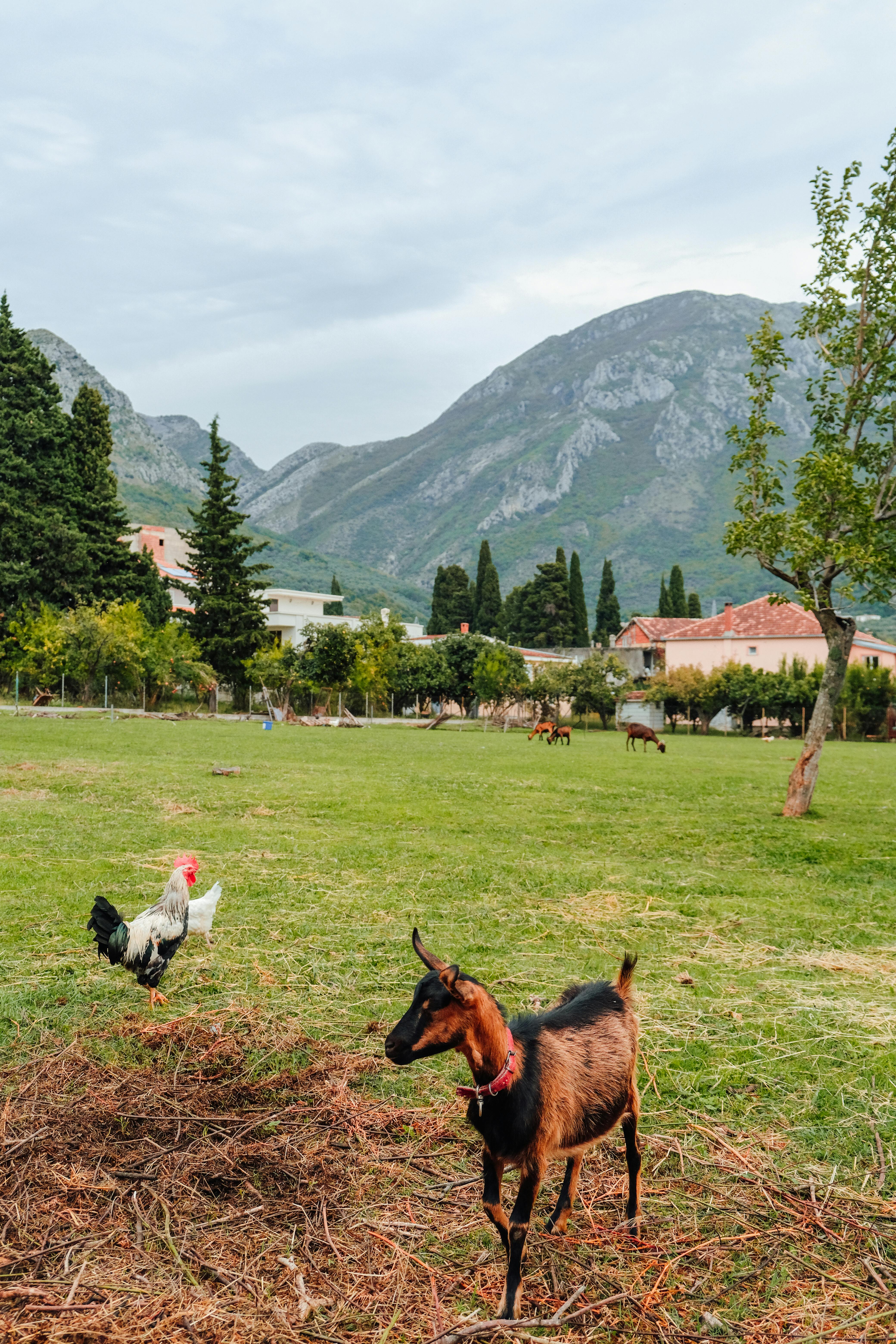 Livestock in Field in Countryside in Mountains Landscape · Free Stock Photo
