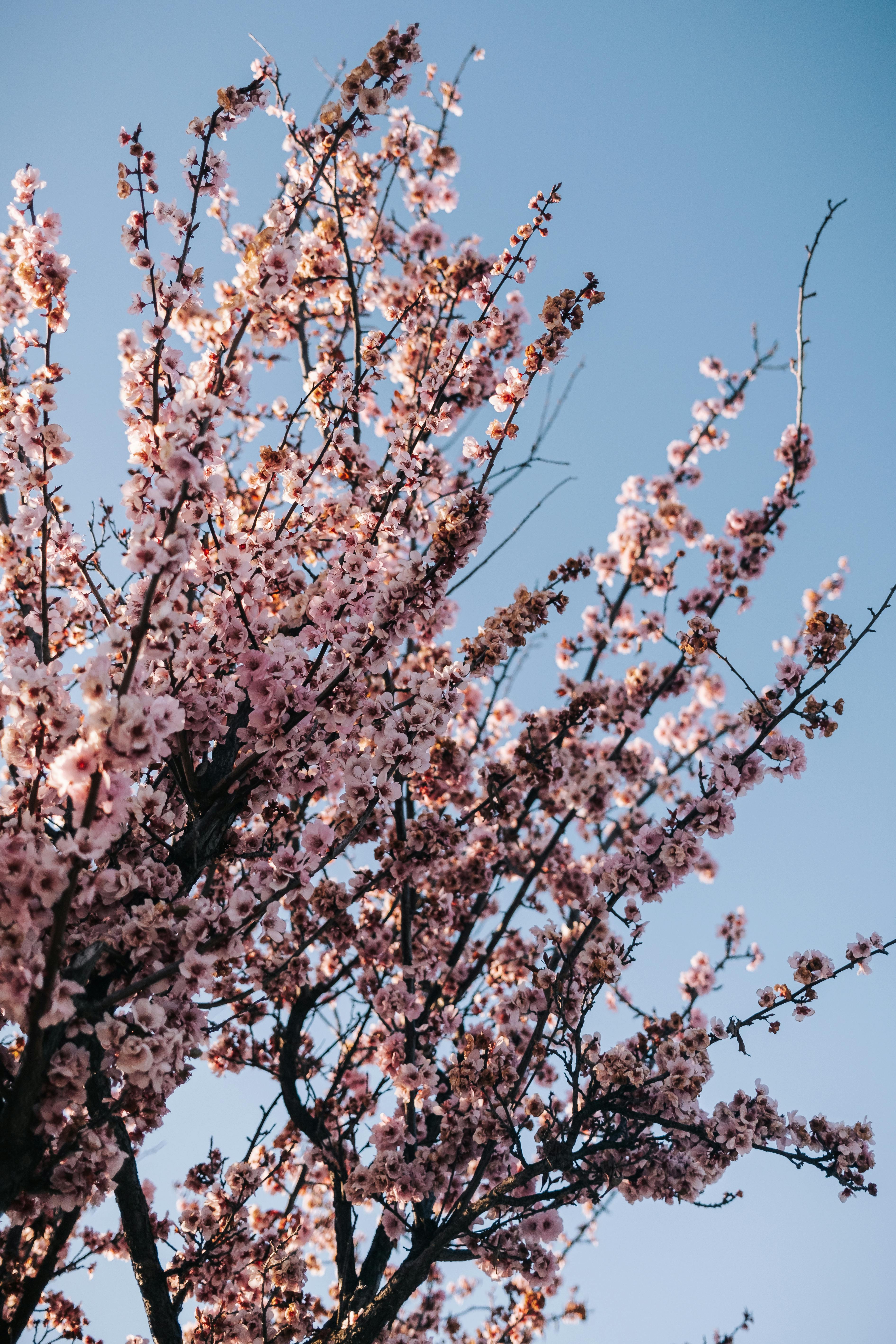 Tree with Pink Flowers · Free Stock Photo