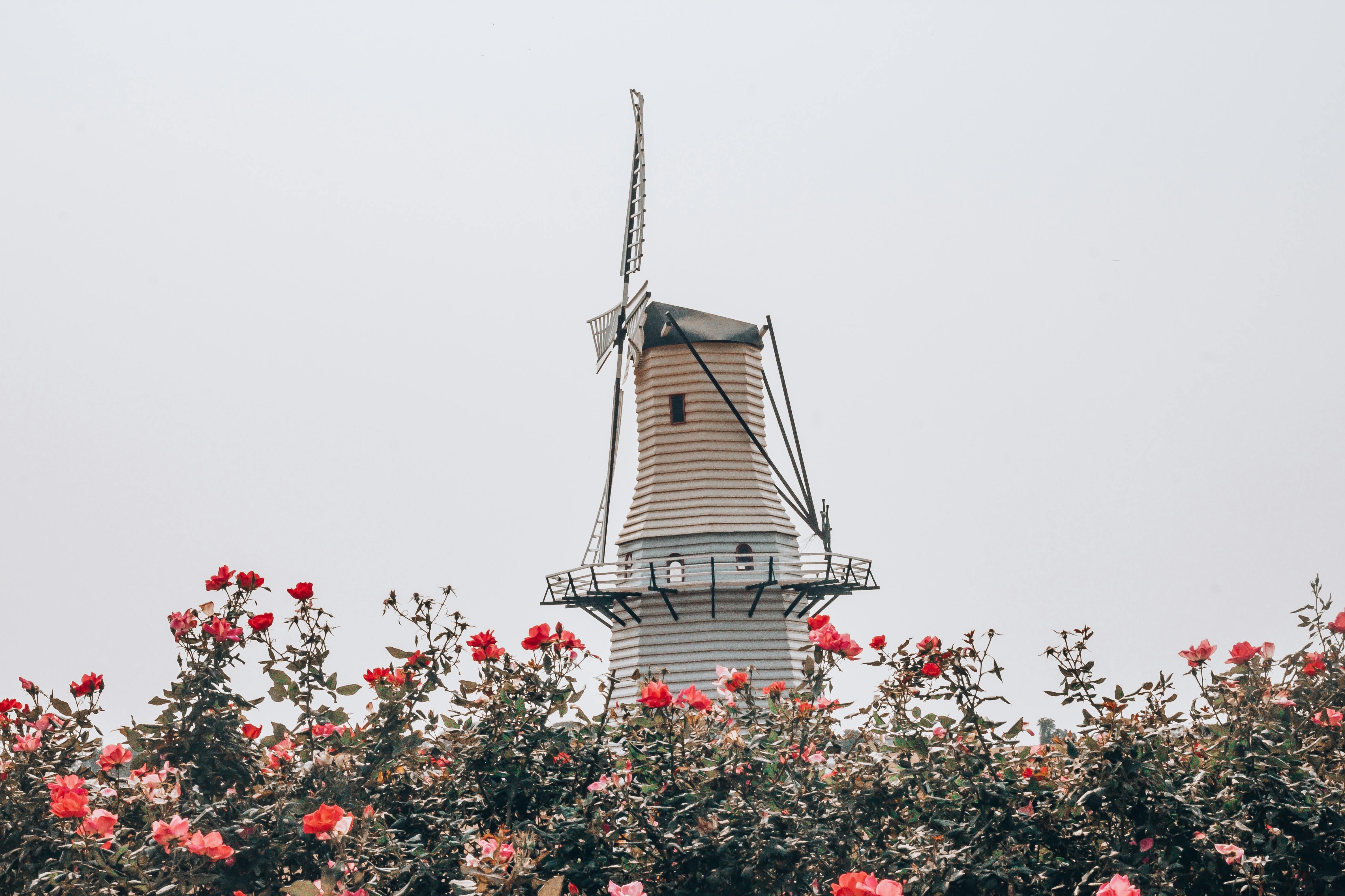 Old Windmill and Rose Flowers · Free Stock Photo