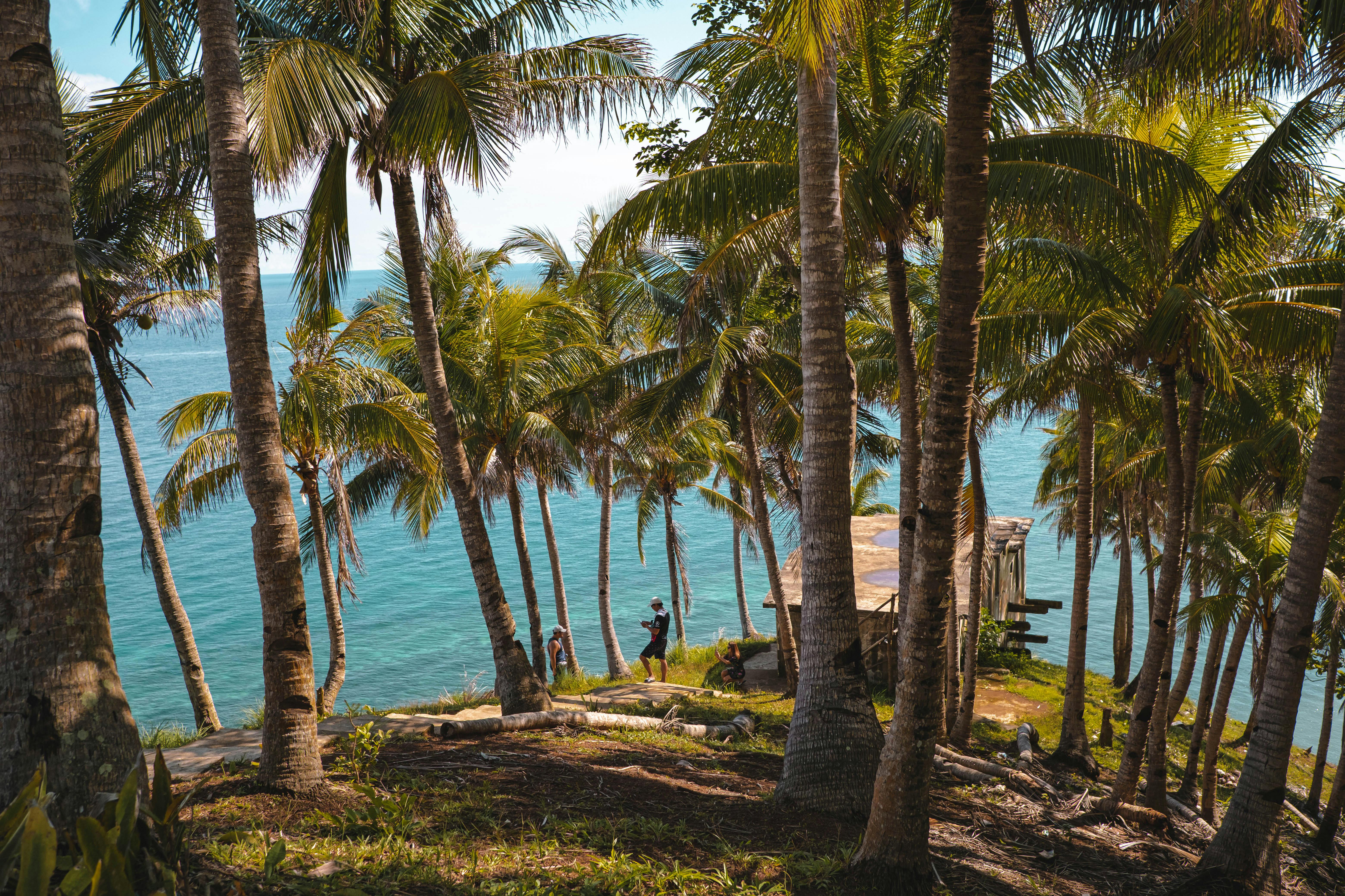 Palm Trees near Sea · Free Stock Photo