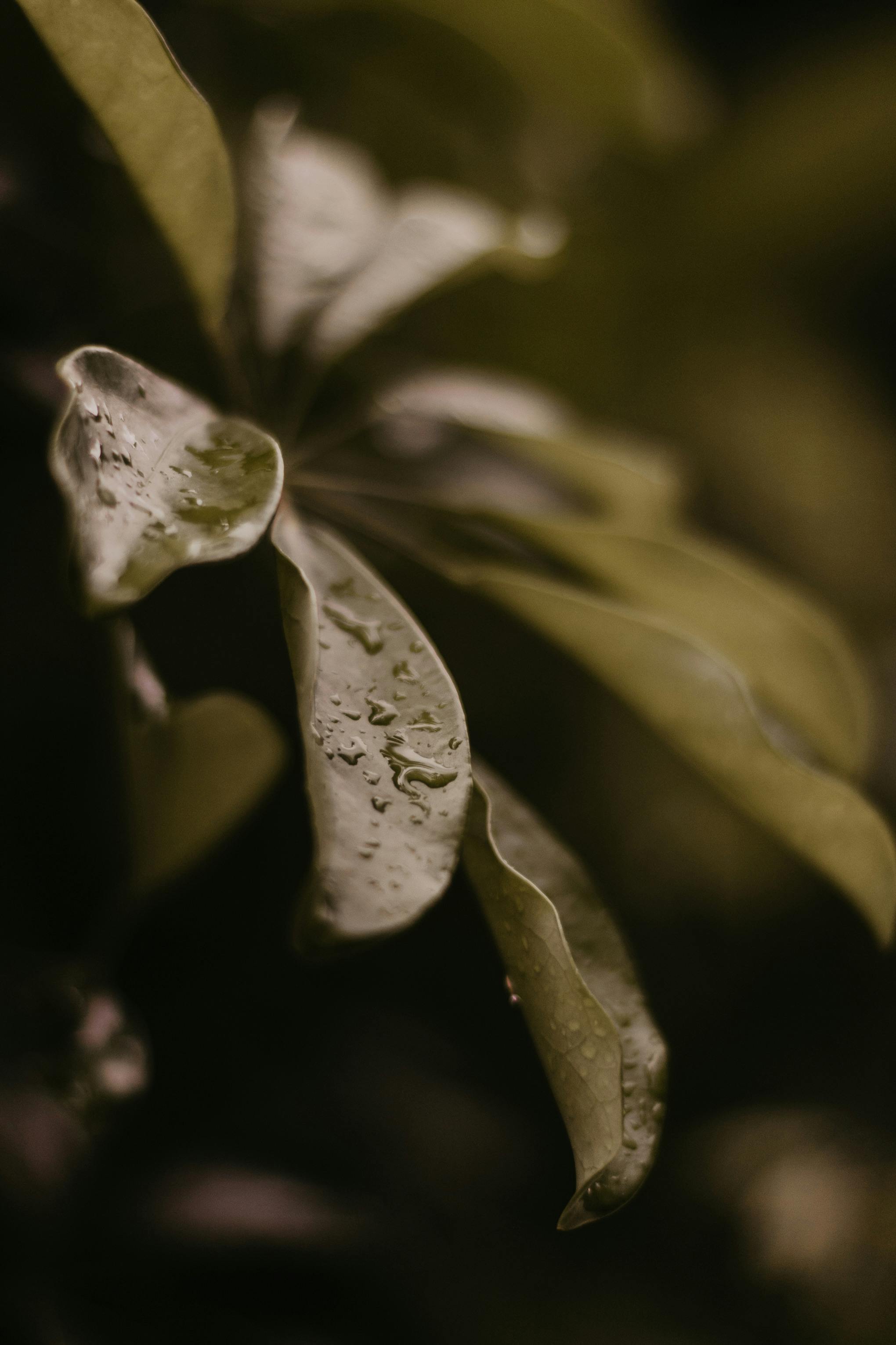 Nicole Queiroz - Photography