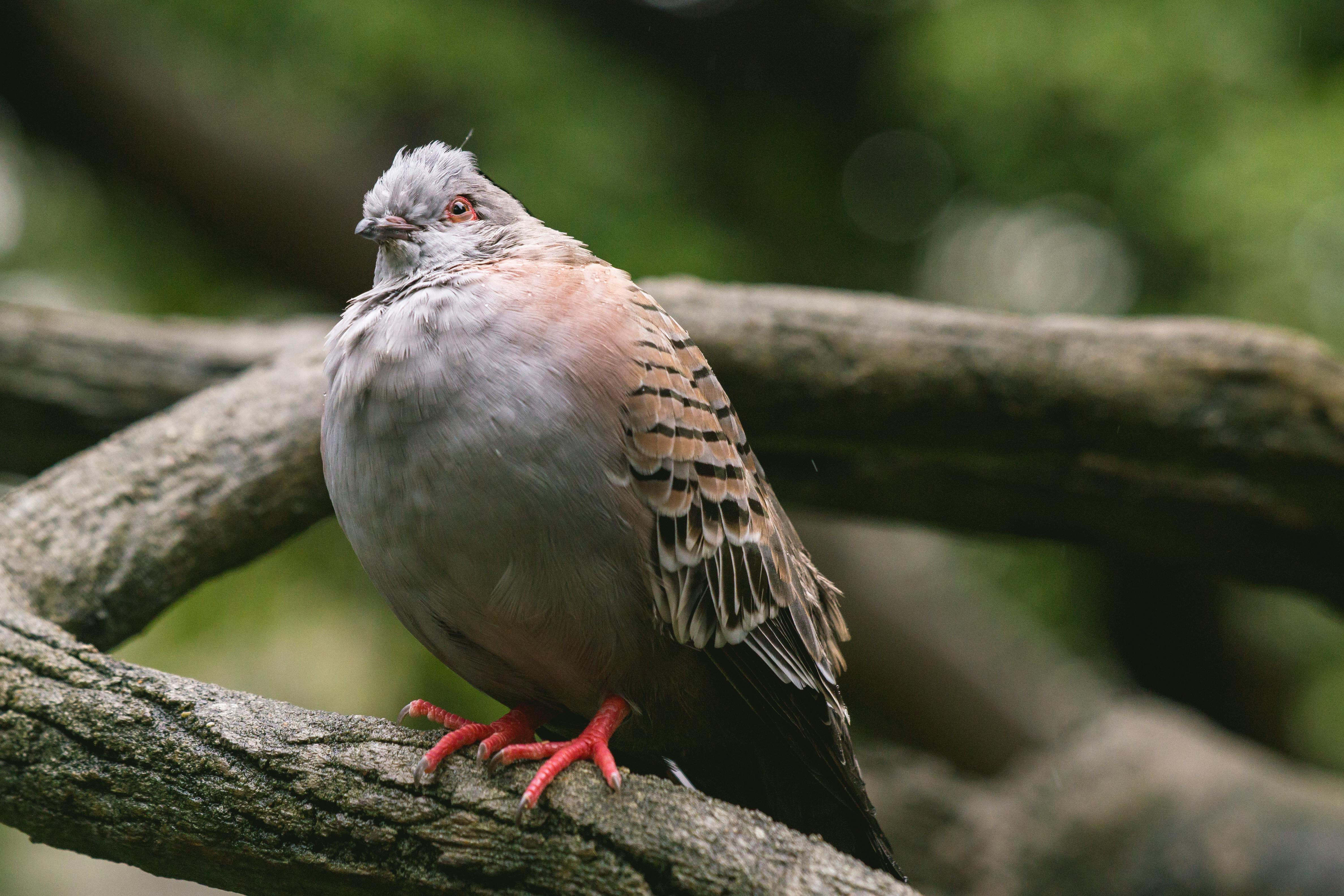 Brown Bird Perched on Tree Branch · Free Stock Photo