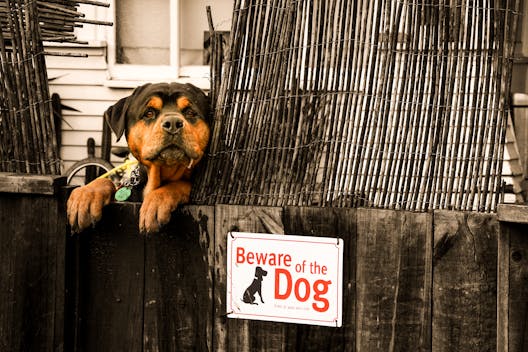 Raising The Rottie: Expert Advice for a Happy Healthy Dog