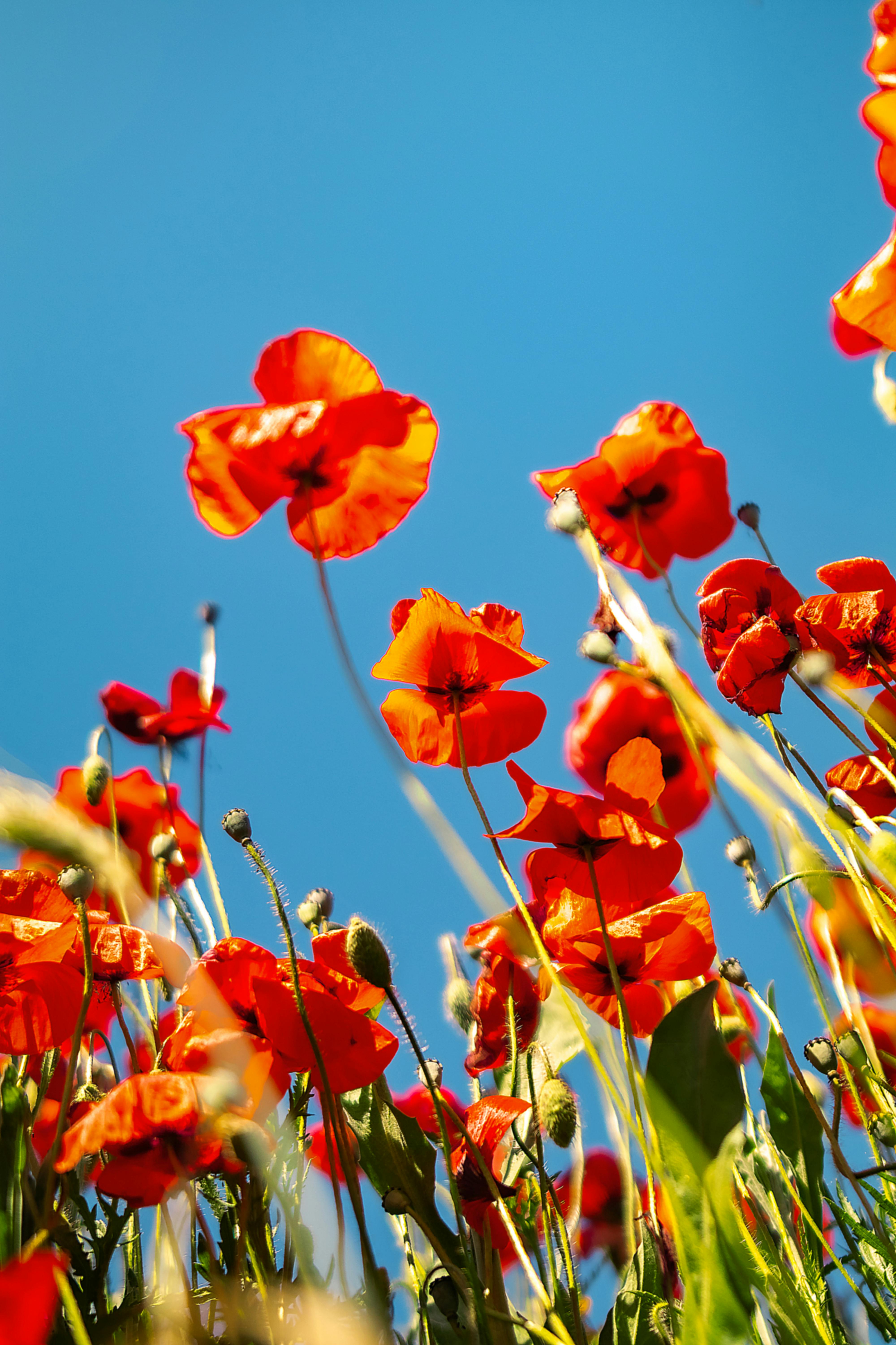 Close Up Photo of Poppy Flowers · Free Stock Photo