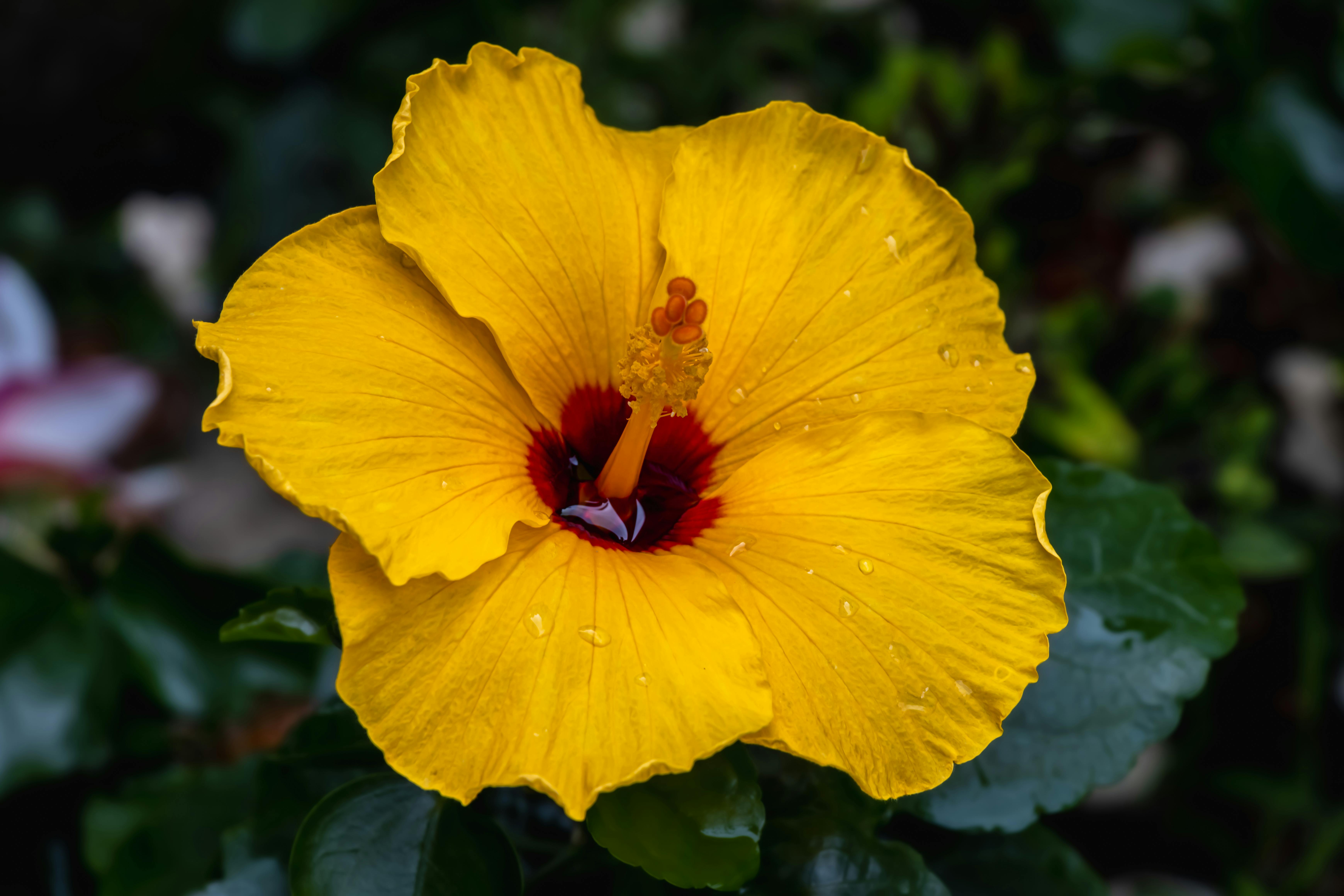 Yellow Hibiscus State Flower Of Hawaii | Best Flower Site