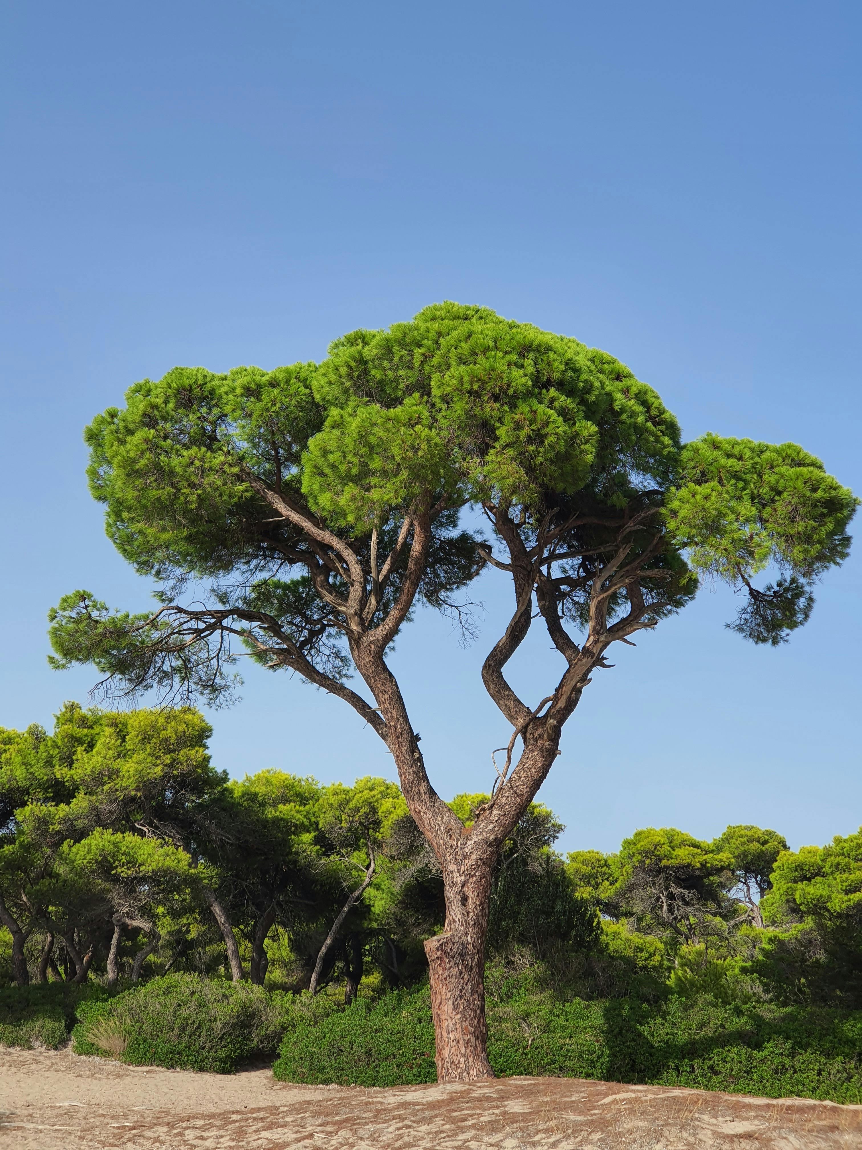 Evergreen Trees in a Park · Free Stock Photo