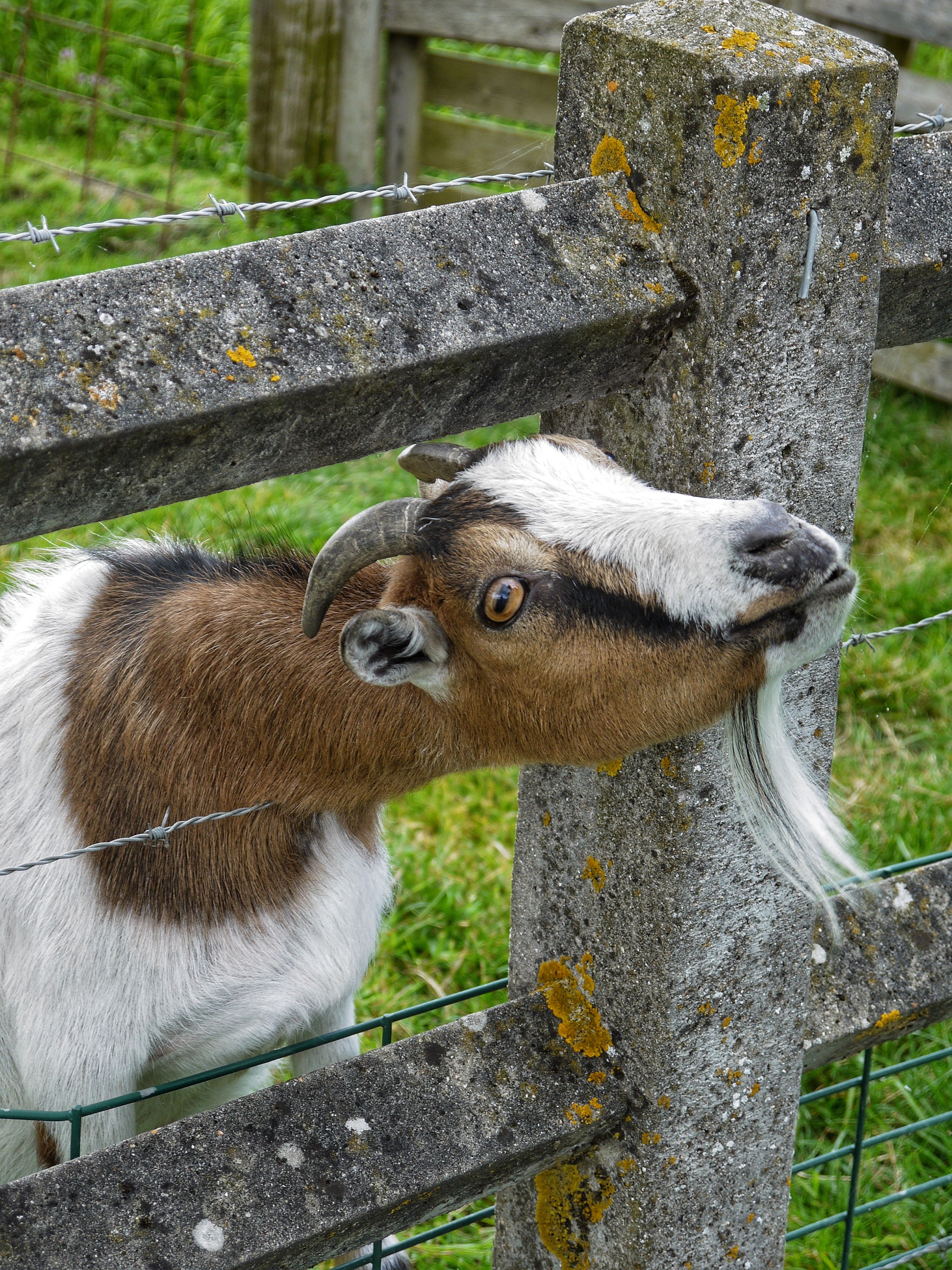 A Close-up Shot of an American Pygmy · Free Stock Photo