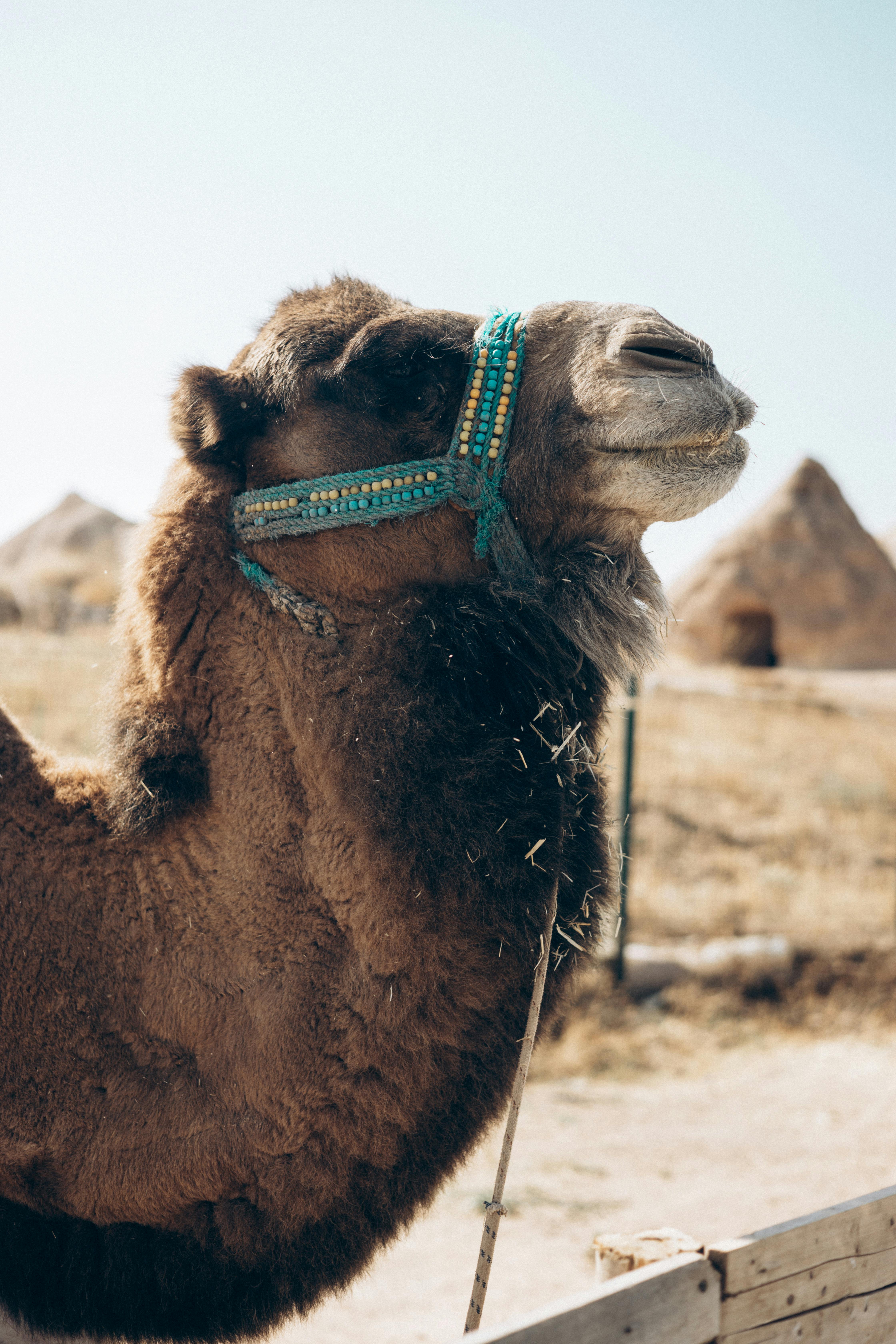 Close-Up Shot of a Camel · Free Stock Photo