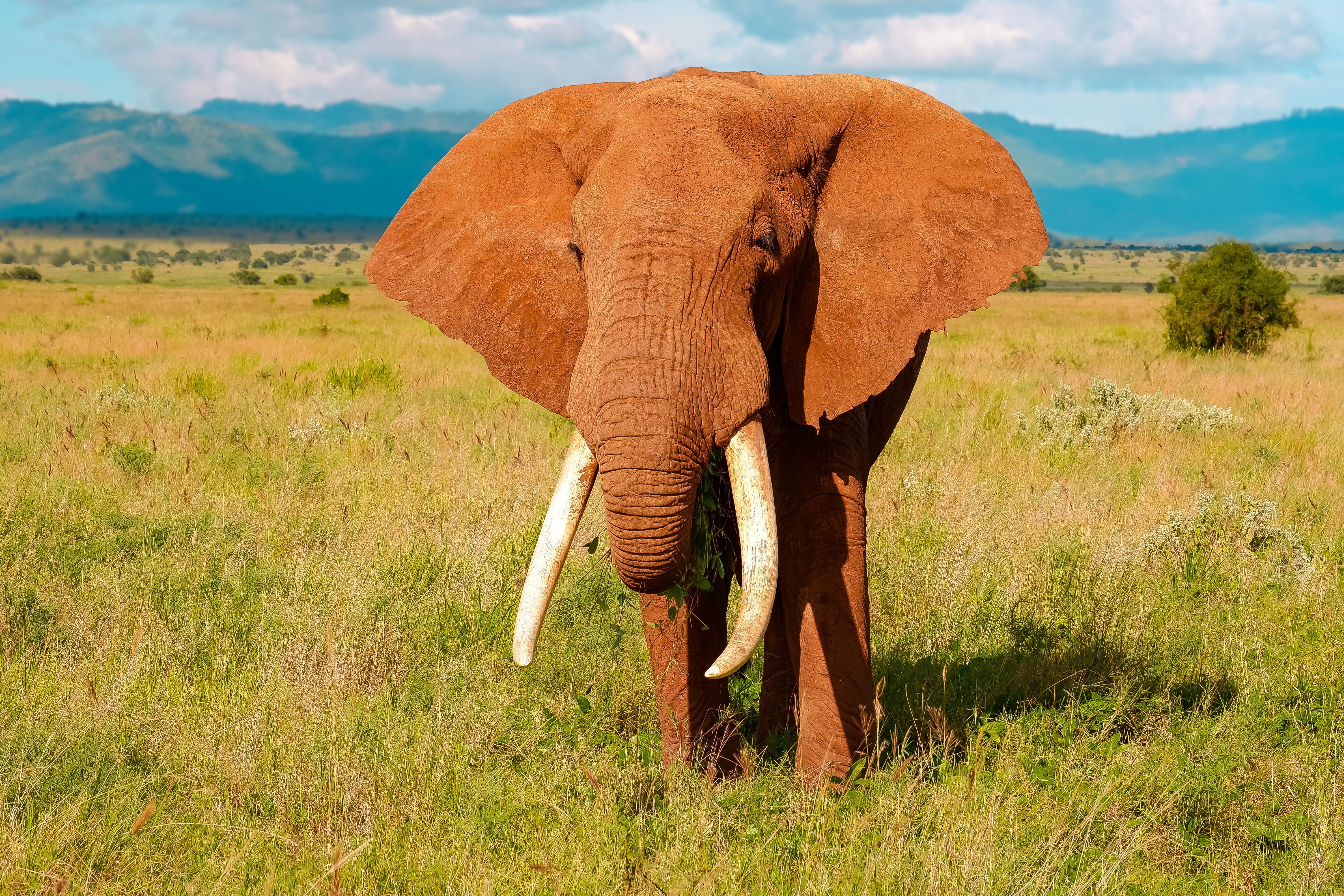An Elephant in a Savanna · Free Stock Photo